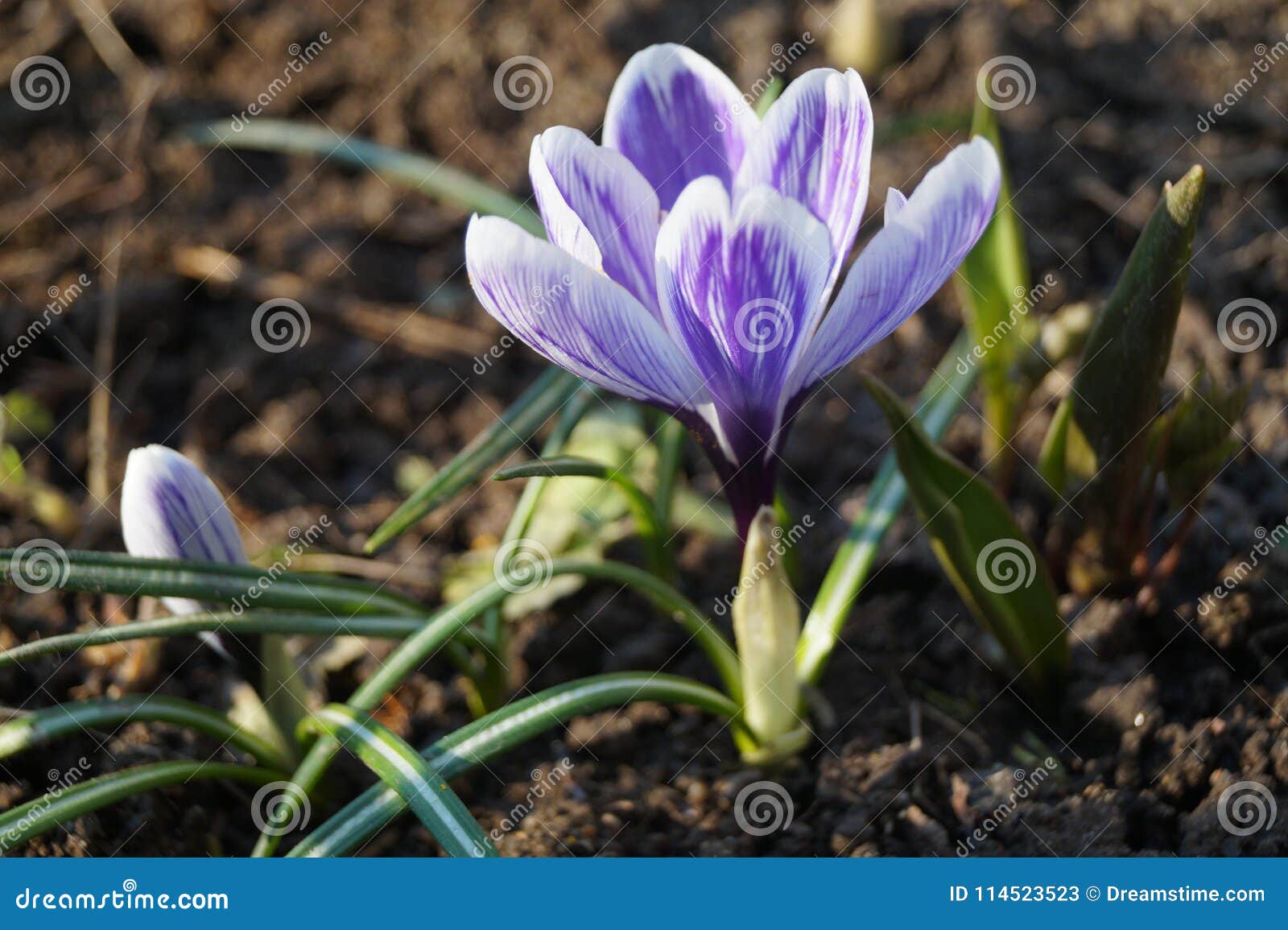 Crocus in My Garden in Spring Stock Image - Image of deserted, called ...