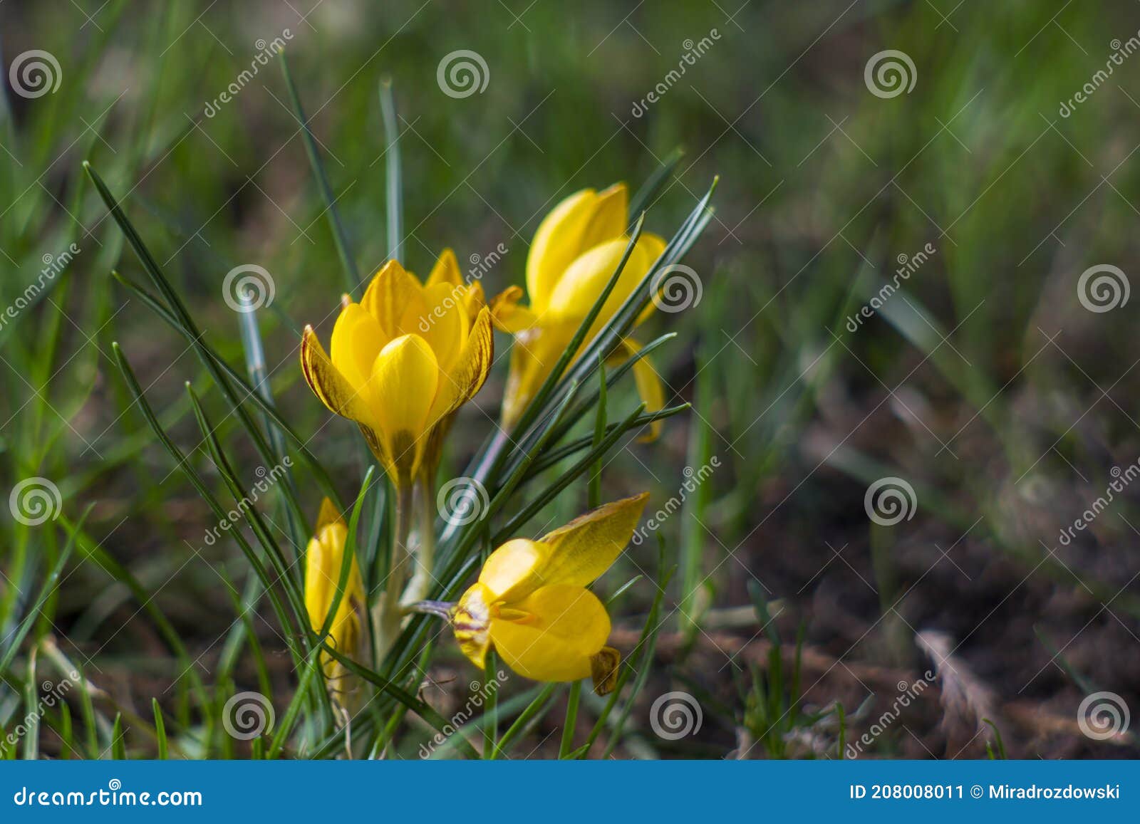 Crocus - One of the First Spring Flowers Stock Image - Image of field ...