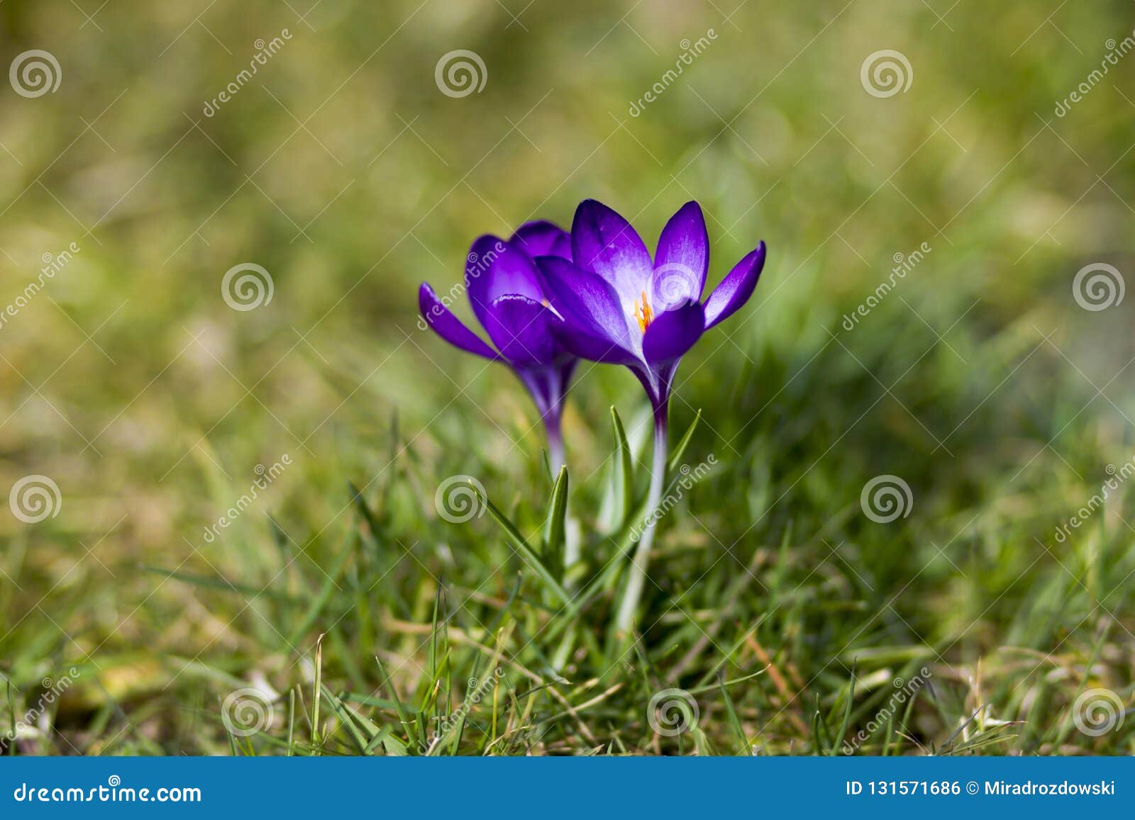 Crocus - One of the First Spring Flowers Stock Photo - Image of blossom ...