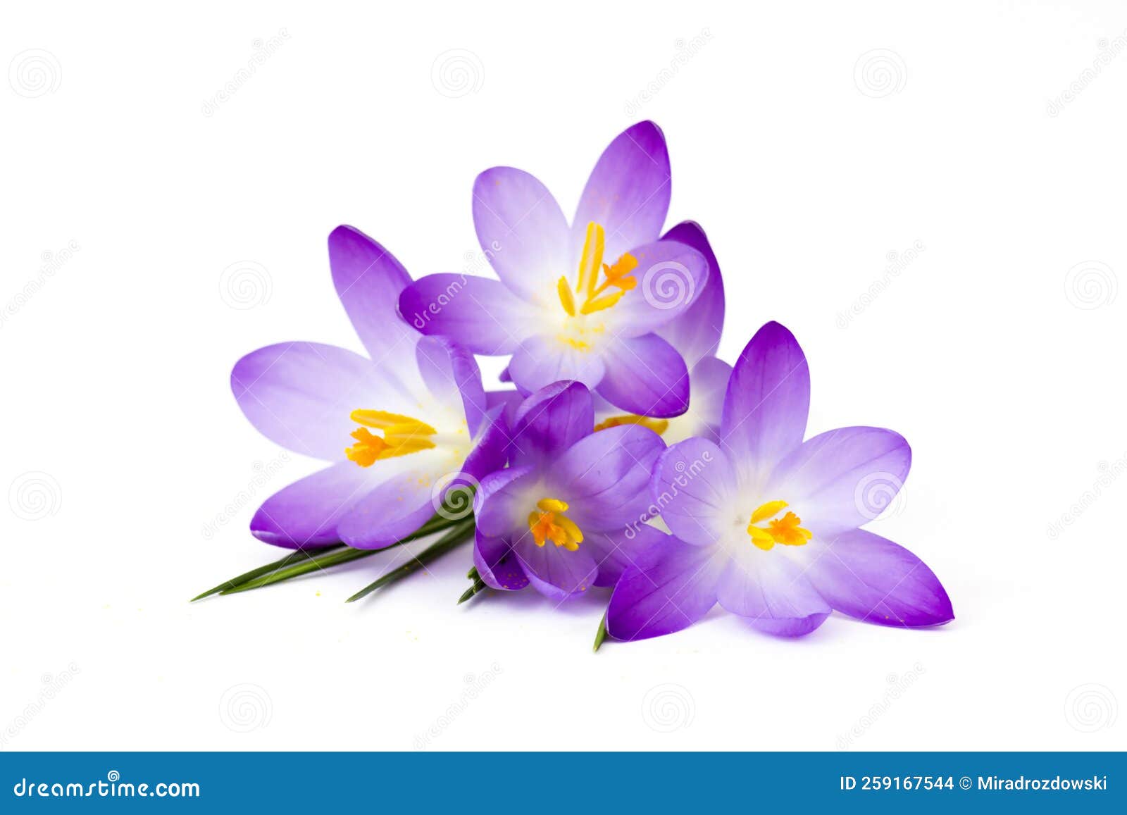 Crocus - One of the First Spring Flowers Stock Photo - Image of nature ...