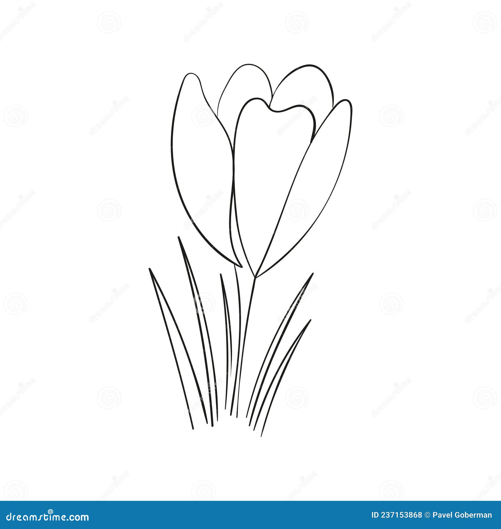 Crocus Outline Drawing. First Spring Flowers in the Doodle Style Stock ...