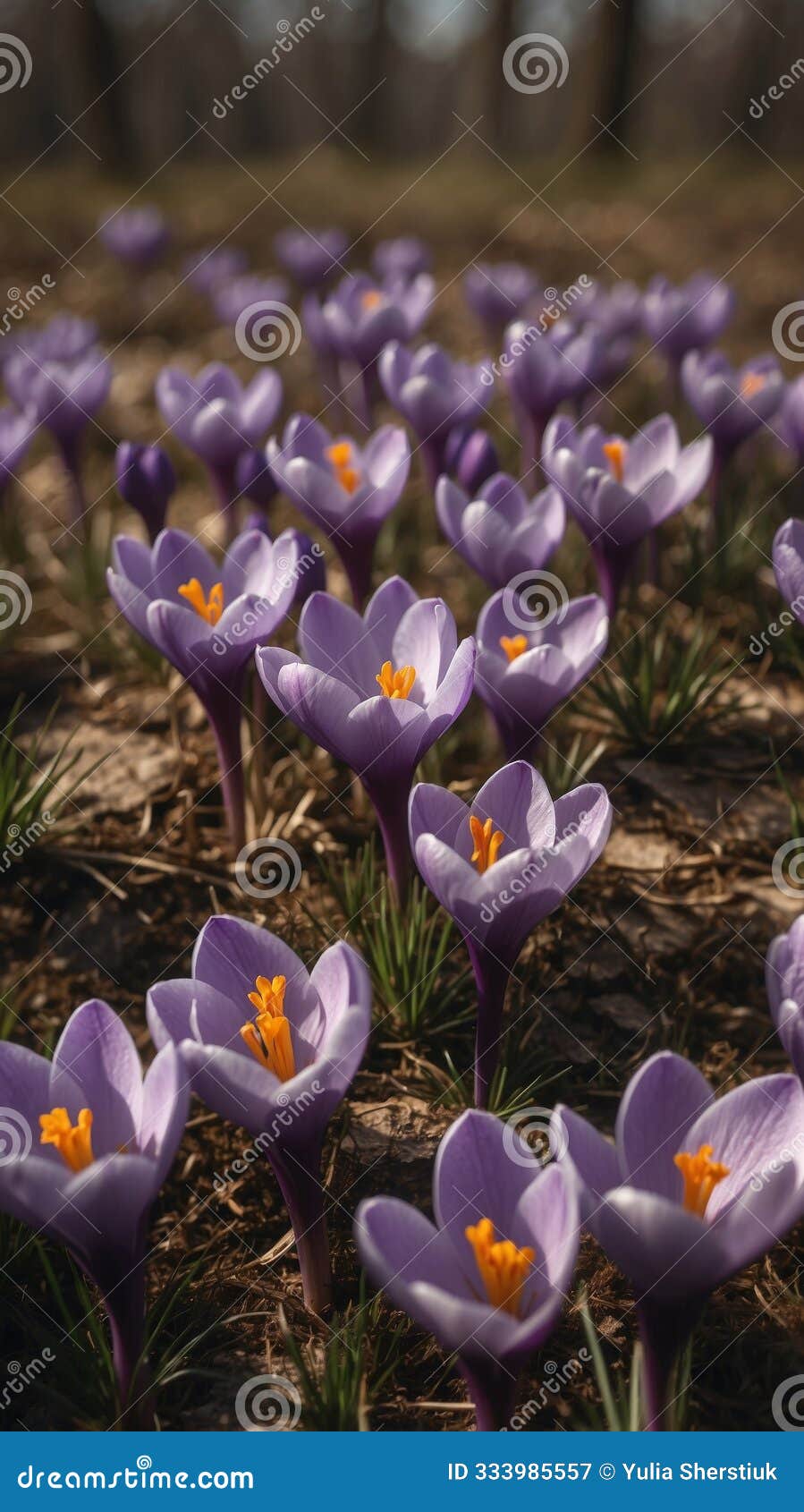 Crocus Panorama Banner Background on Spring. Stock Illustration ...