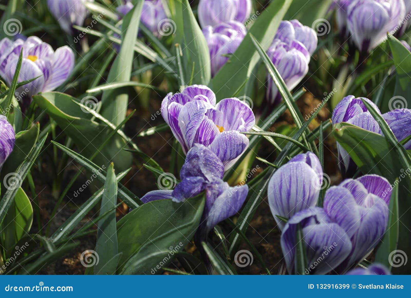 Crocus Pickwick Grown in the Park. Stock Image - Image of bloom, nature ...