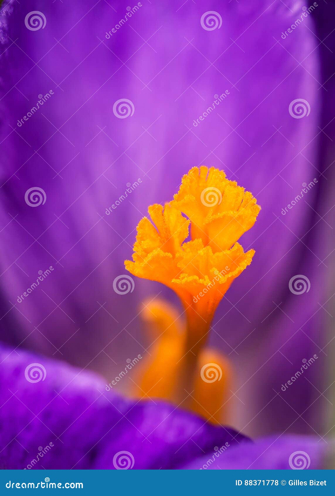 Crocus Pistil, Saffron Flower Stock Photo - Image of seasonal, design ...