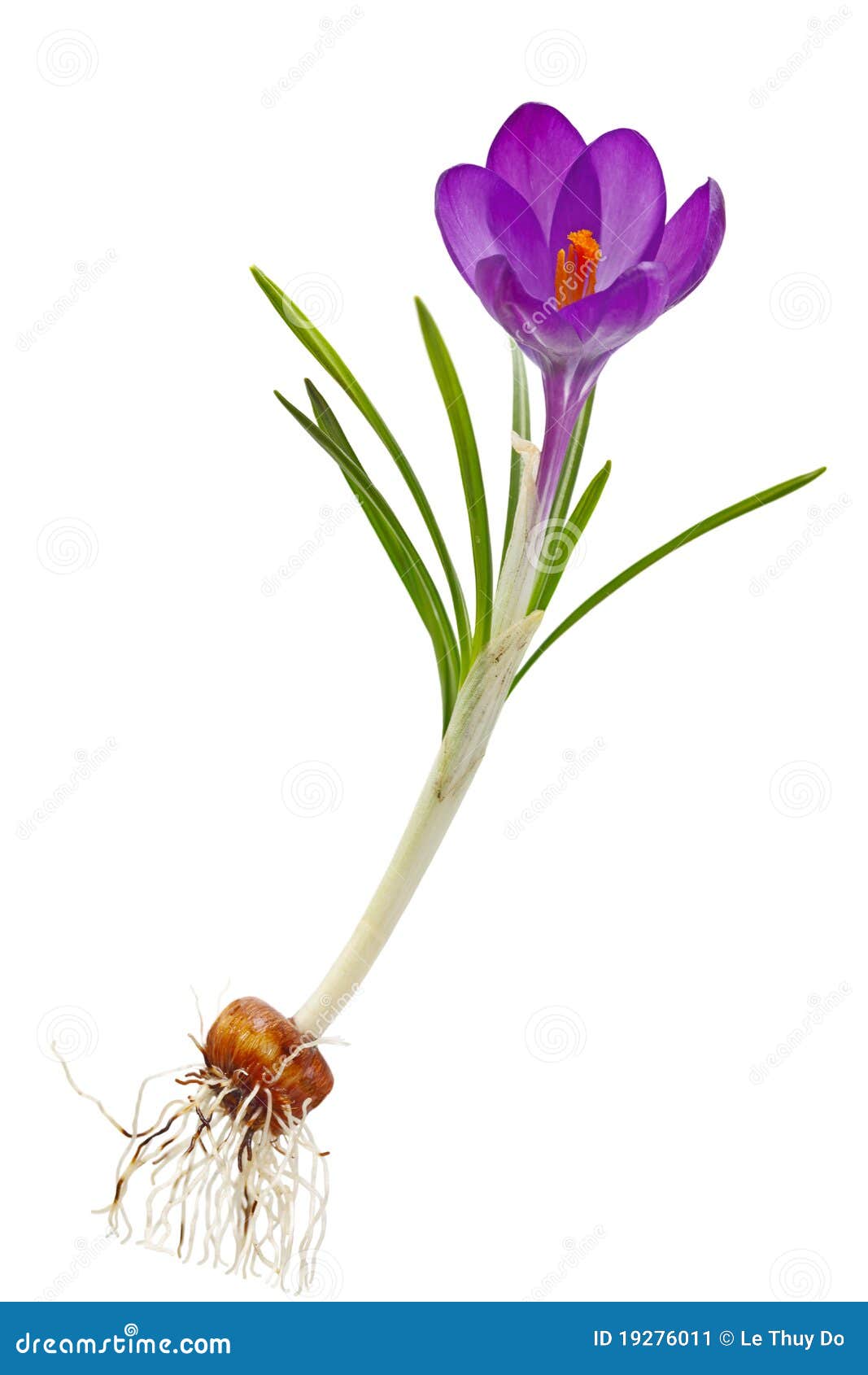 Crocus Plant stock image. Image of seasonal, bulb, root - 19276011