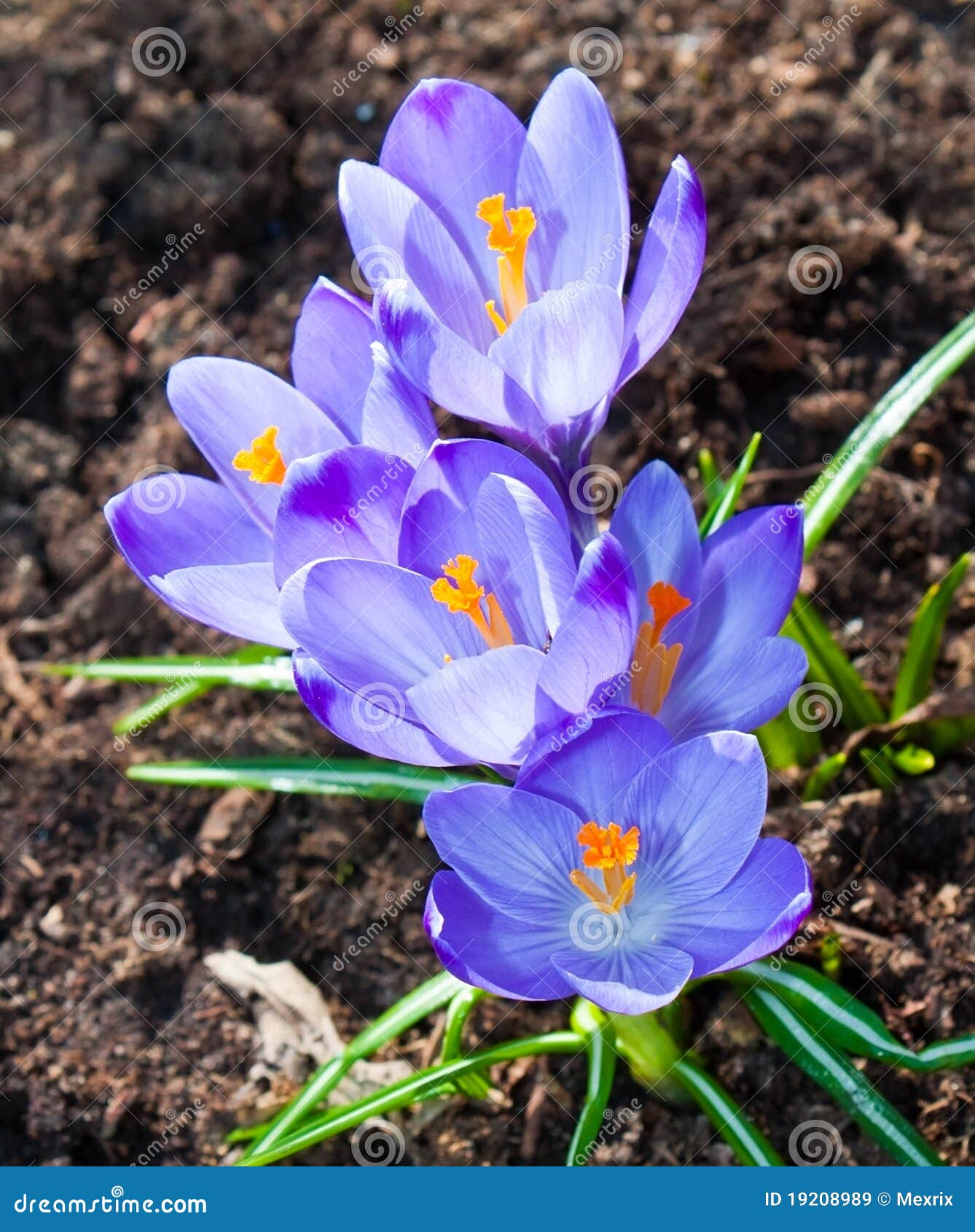 Crocus plantation stock image. Image of little, rich - 19208989