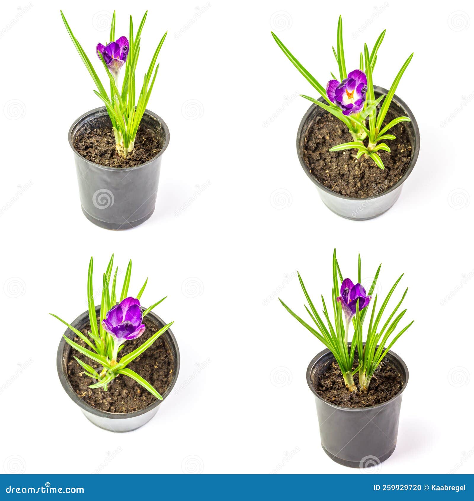 Crocus in a Pot at Different Angles Isolated White Background Stock ...