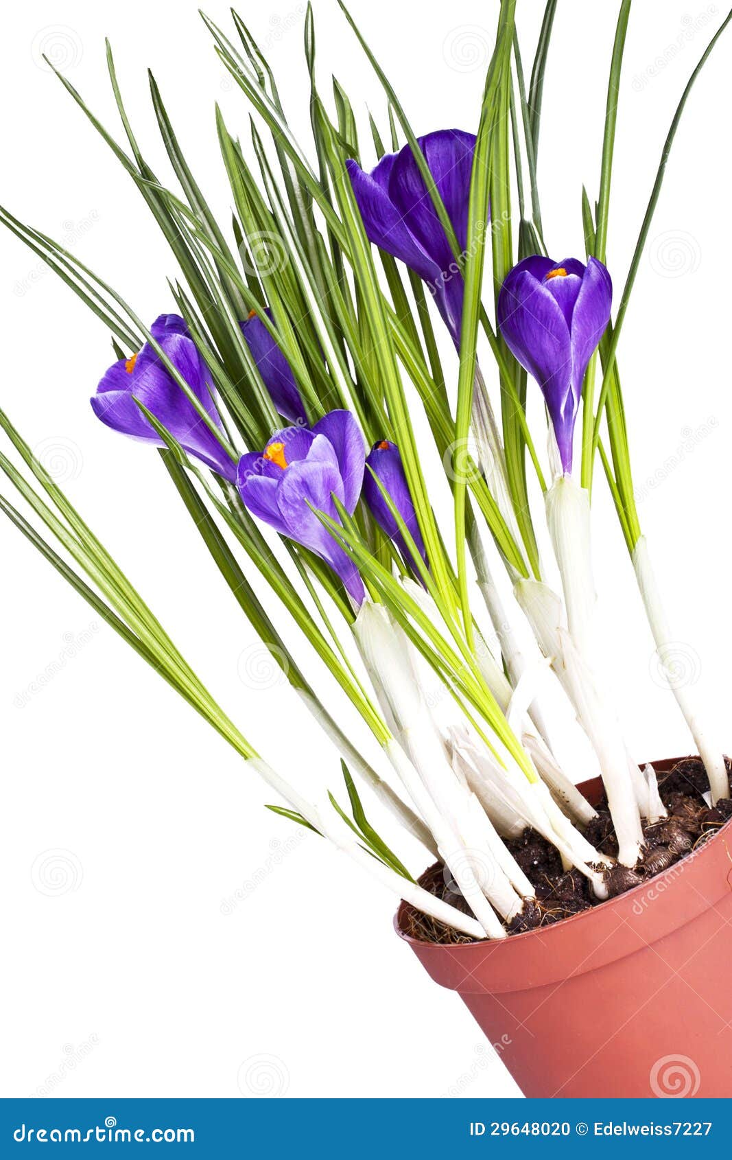 Crocus in the Pot, Isolated on White Stock Photo - Image of natural ...
