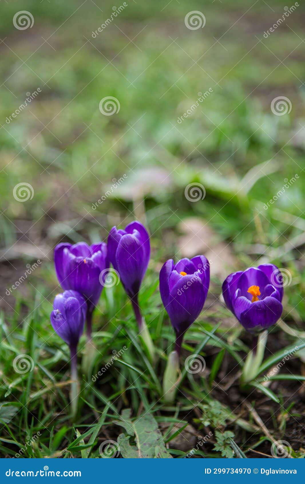 Crocus Purple Spring Flower Stock Photo - Image of nature, green: 299734970