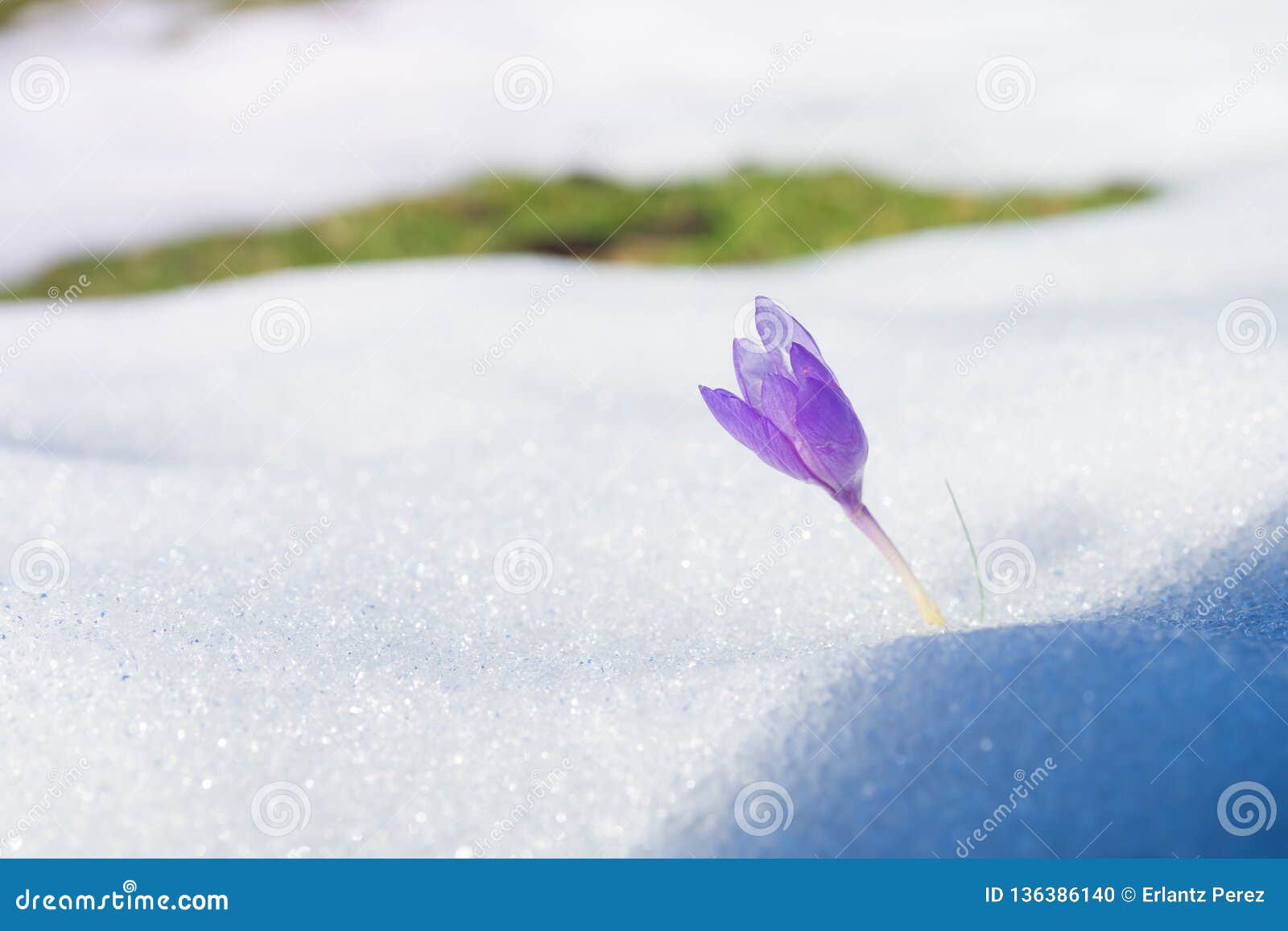 Crocus Purple Sprouting from Under the Snow Stock Photo - Image of ...