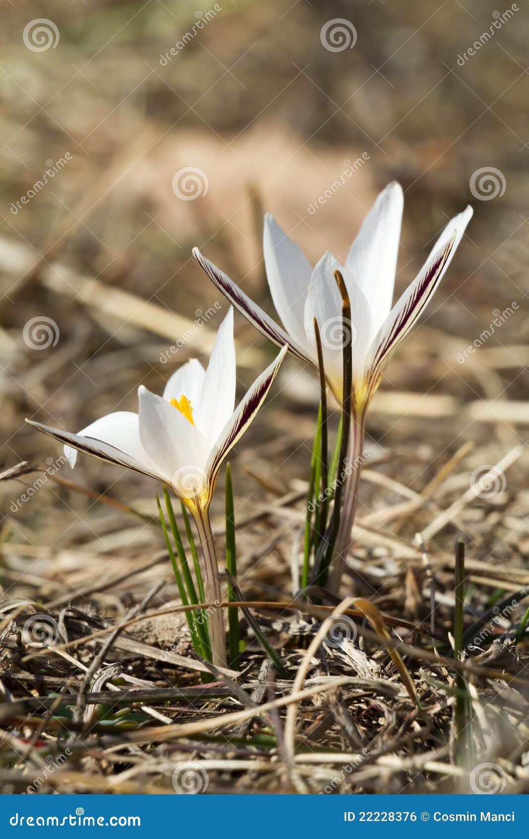 Crocus reticulatus stock photo. Image of wildflower, close - 22228376