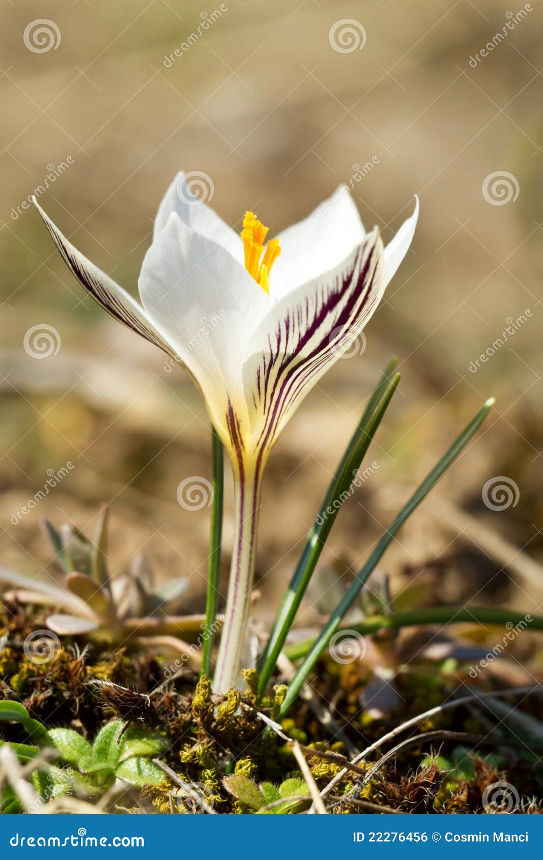 Crocus reticulatus stock photo. Image of crocus, reticulates - 22276456