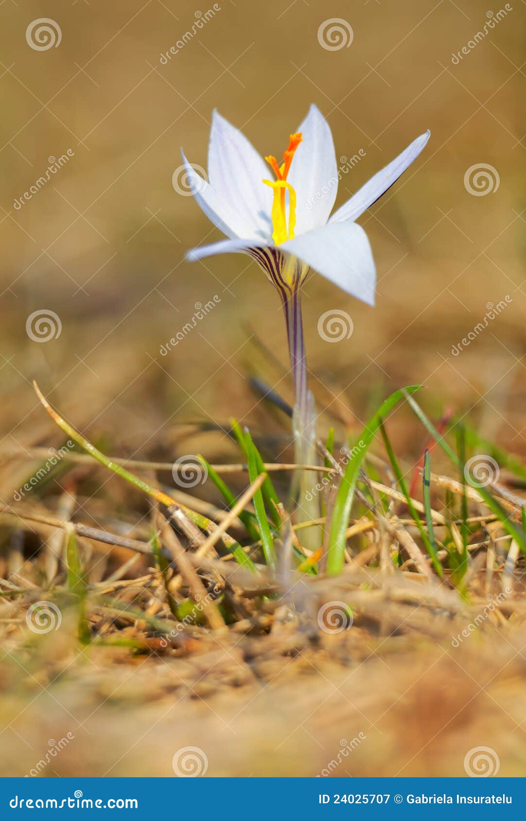Crocus reticulatus stock image. Image of color, flower - 24025707