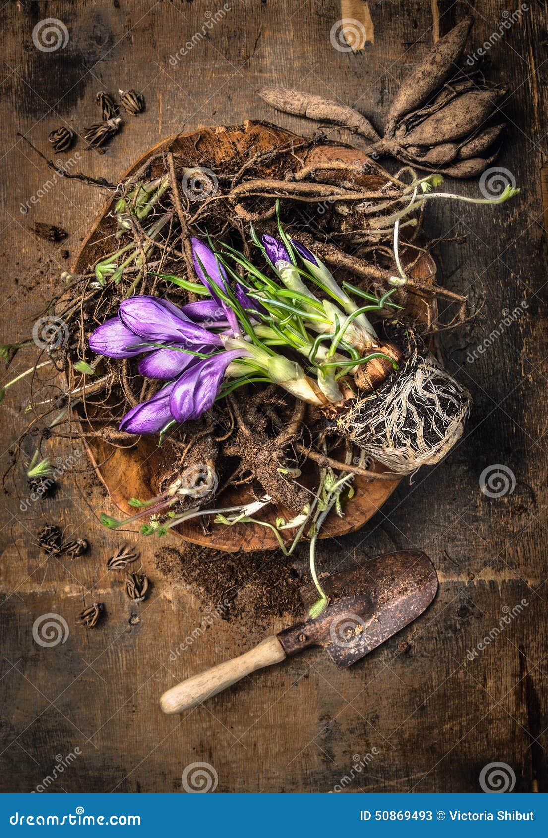 280 Roots Crocus Photos - Free & Royalty-Free Stock Photos from Dreamstime