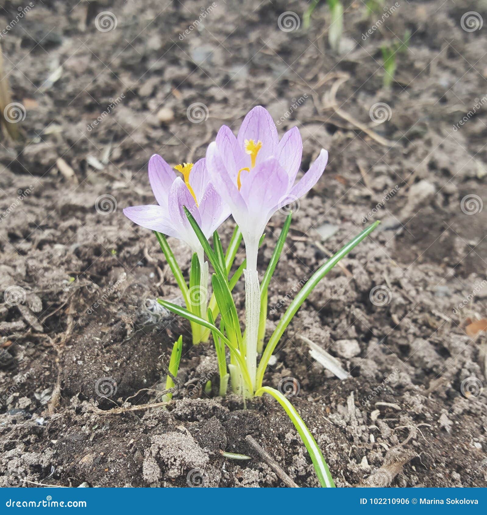 Blooms Crocus stock photo. Image of closeup, crocuses - 102210906