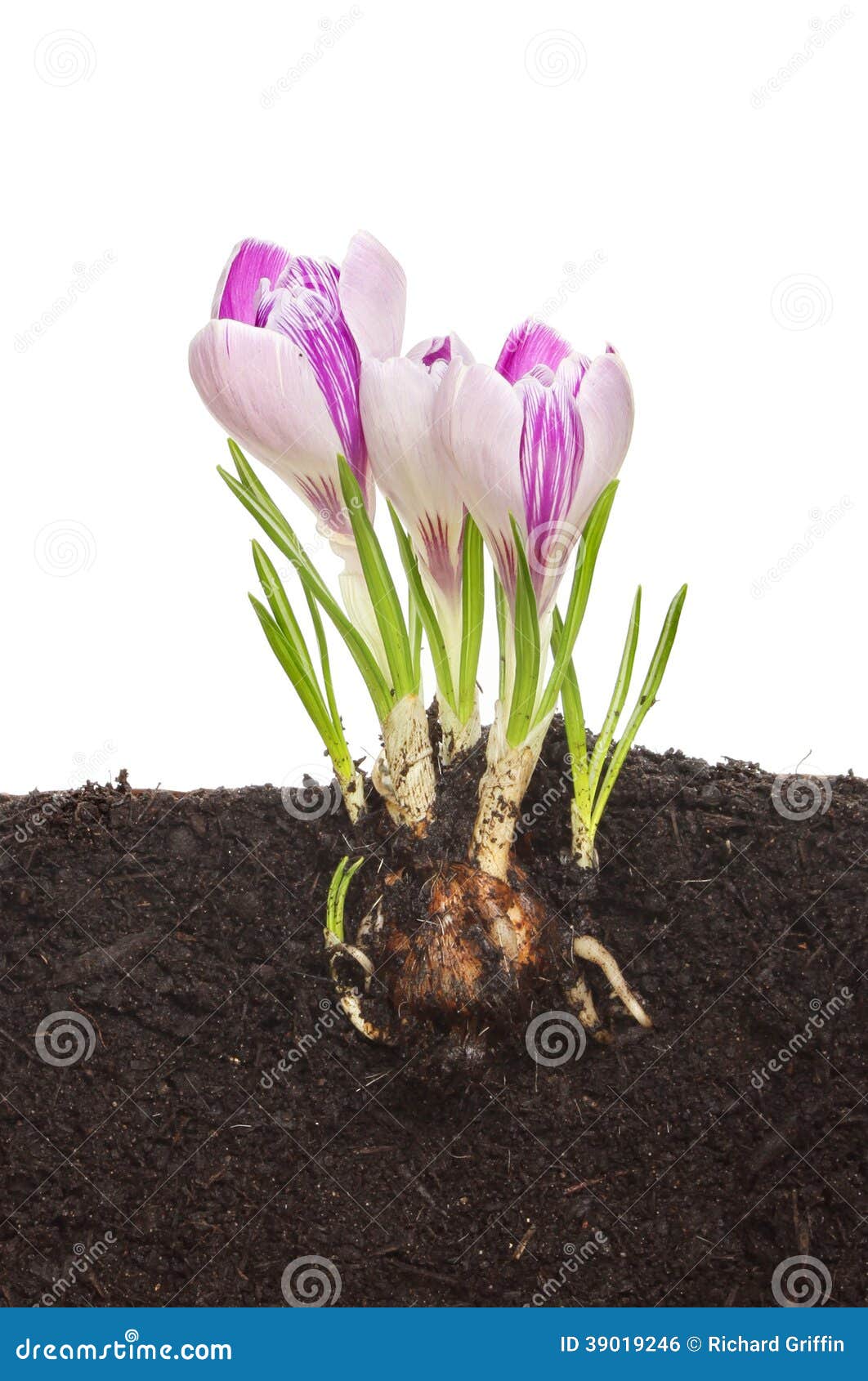 Crocus stock photo. Image of spring, white, crocus, petal - 39019246
