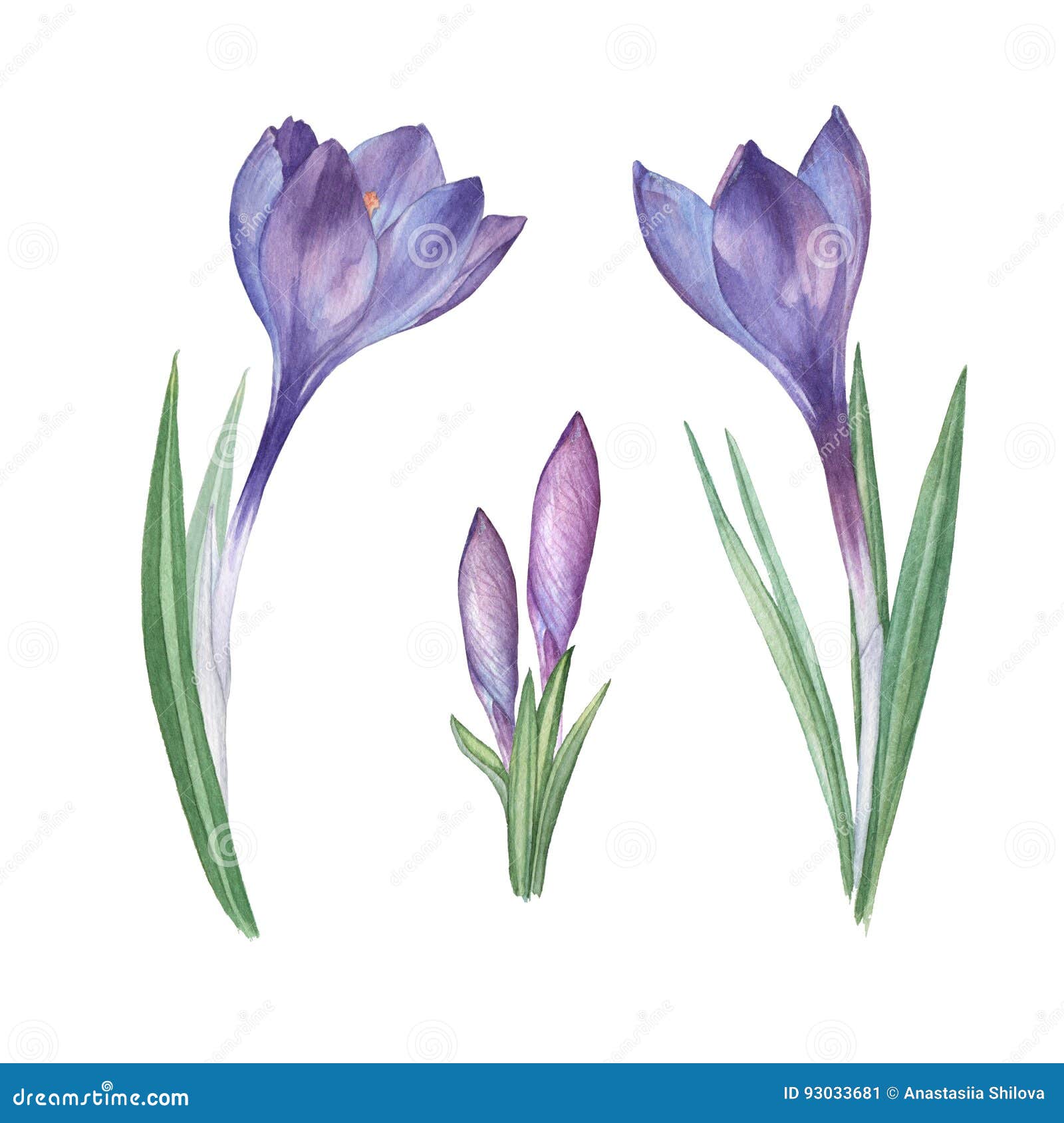 Crocus set. stock illustration. Illustration of decorative - 93033681