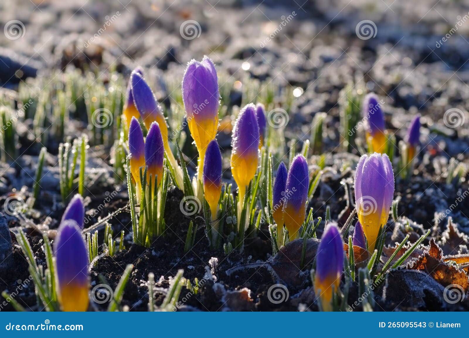 The Crocus sieberi Firefly stock image. Image of purple - 265095543