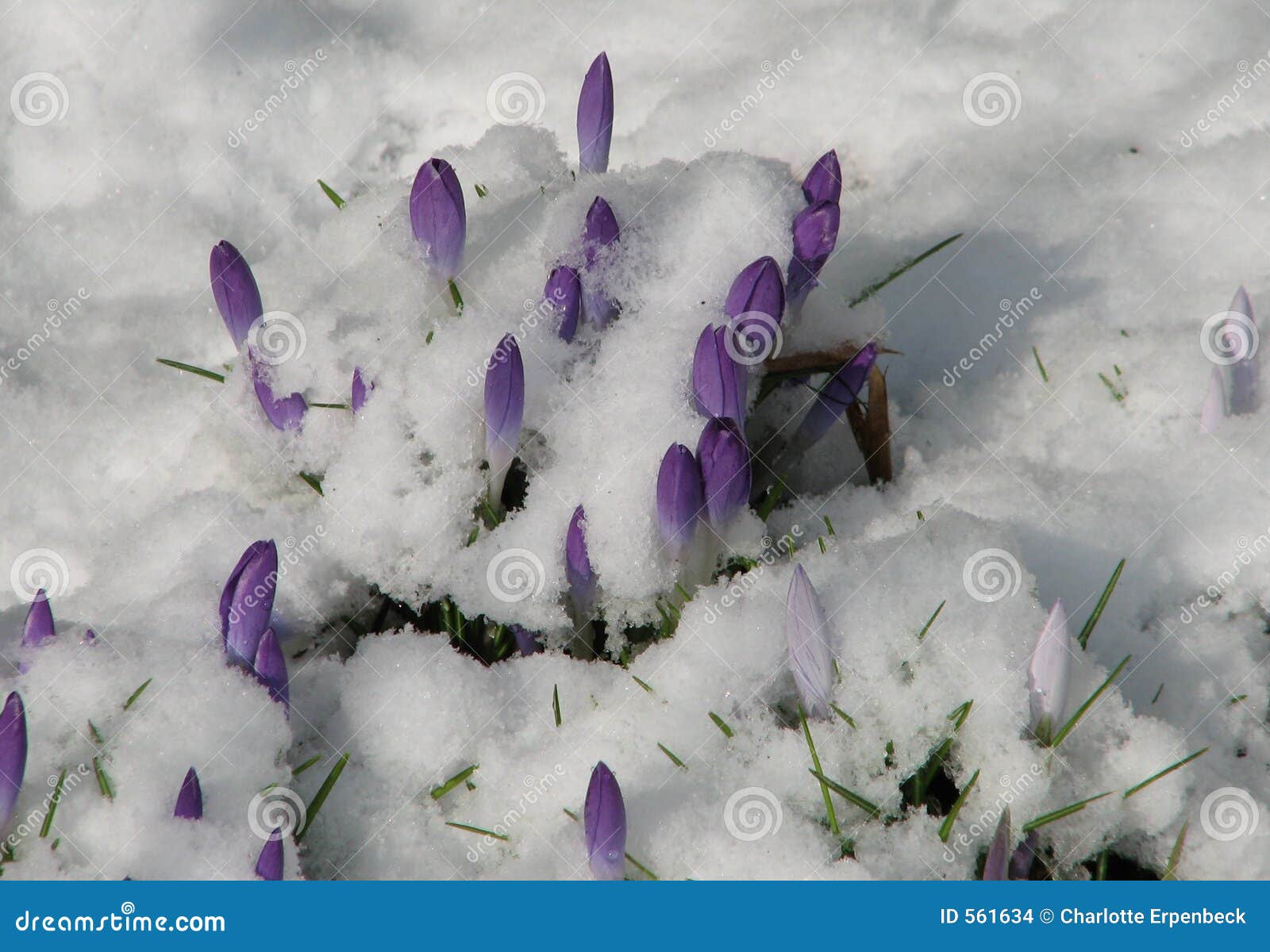 Crocus with snow stock illustration. Illustration of february - 561634