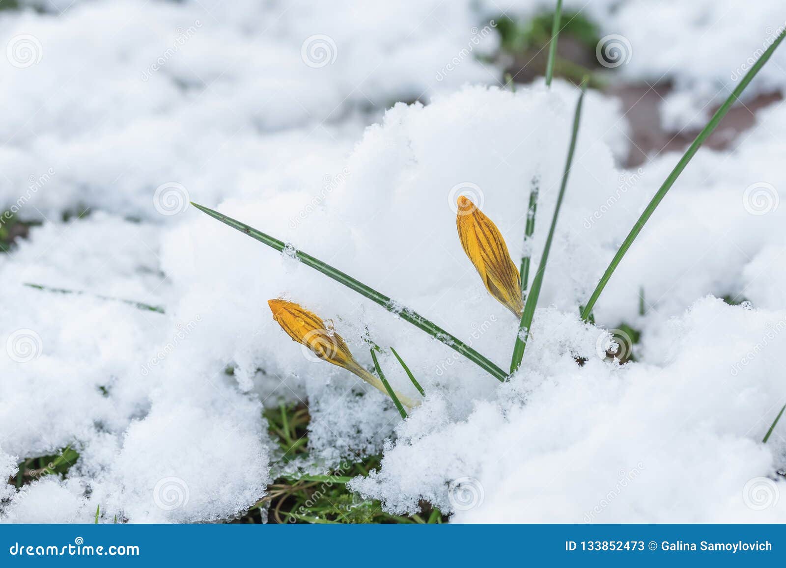 Crocus in the snow stock image. Image of purple, snow - 133852473