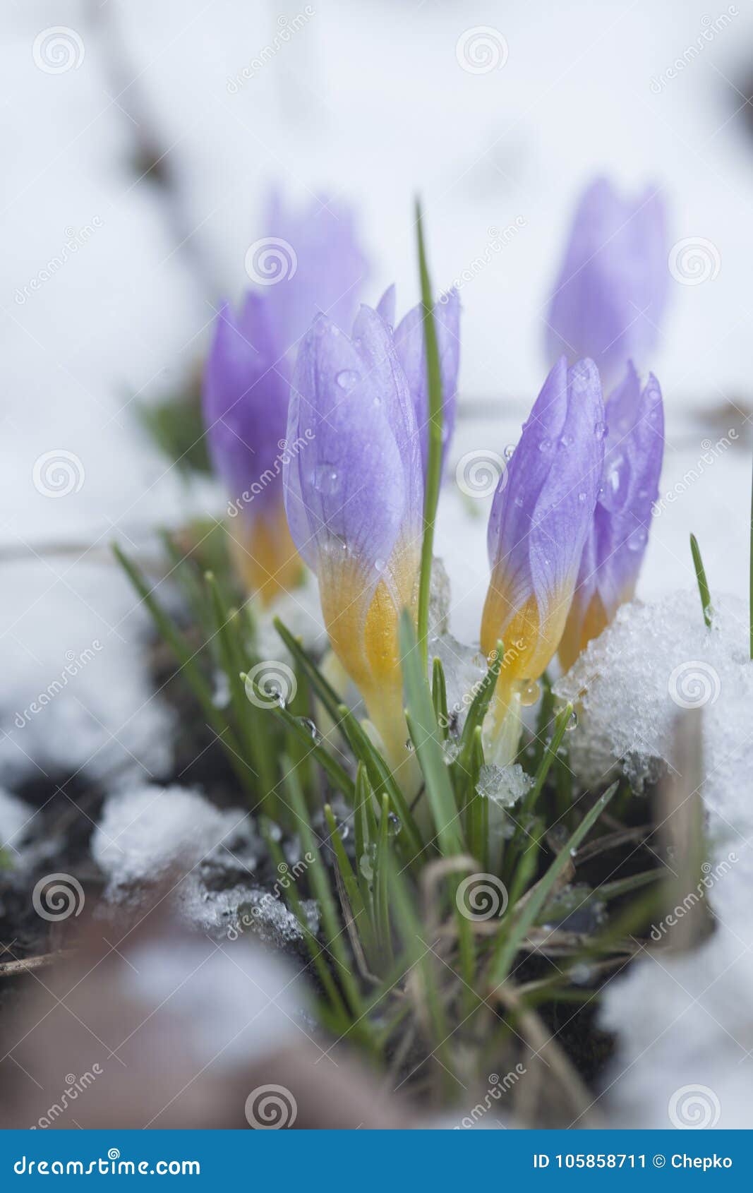 Crocus in the Snow-covered Garden Stock Image - Image of nature ...