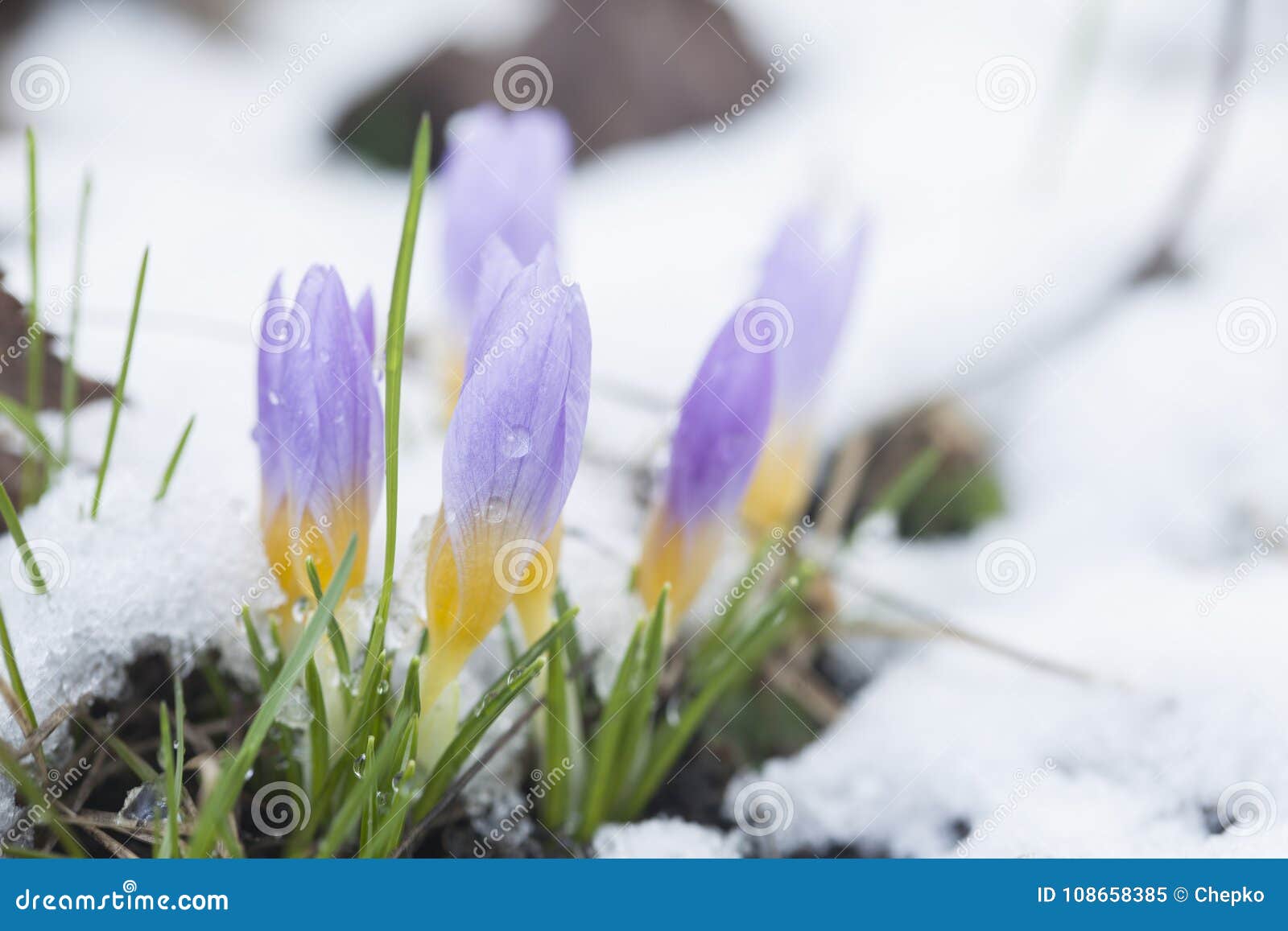 Crocus in the Snow-covered Garden Stock Image - Image of plant, gardens ...