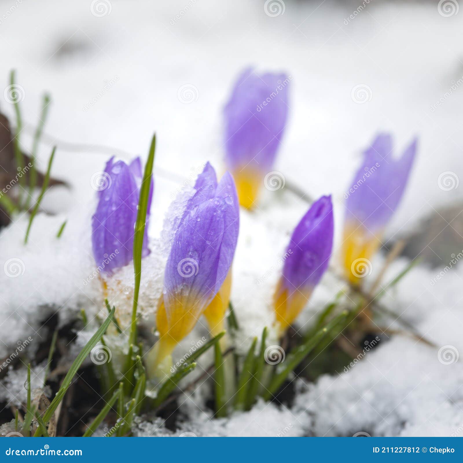 Crocus in the Snow Covered Garden, Snowdrop Flower Stock Photo - Image ...