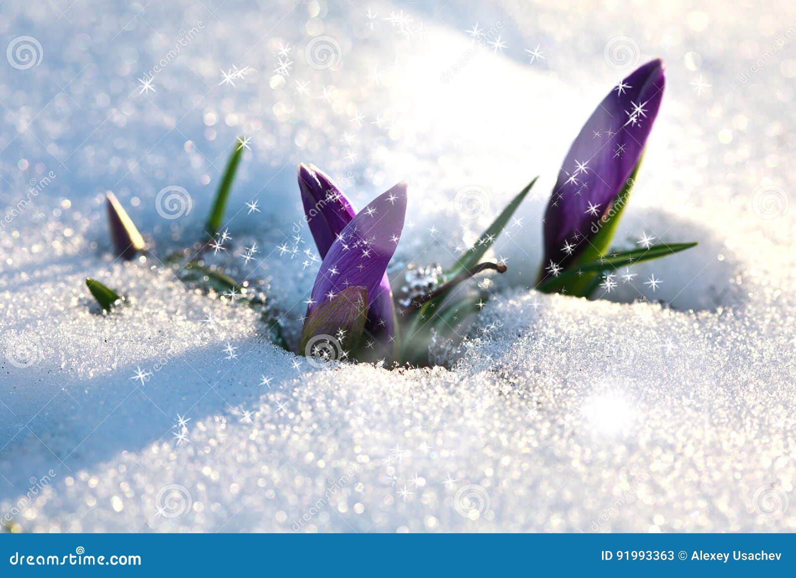 Crocus in the Snow-covered Garden Stock Image - Image of meadow ...