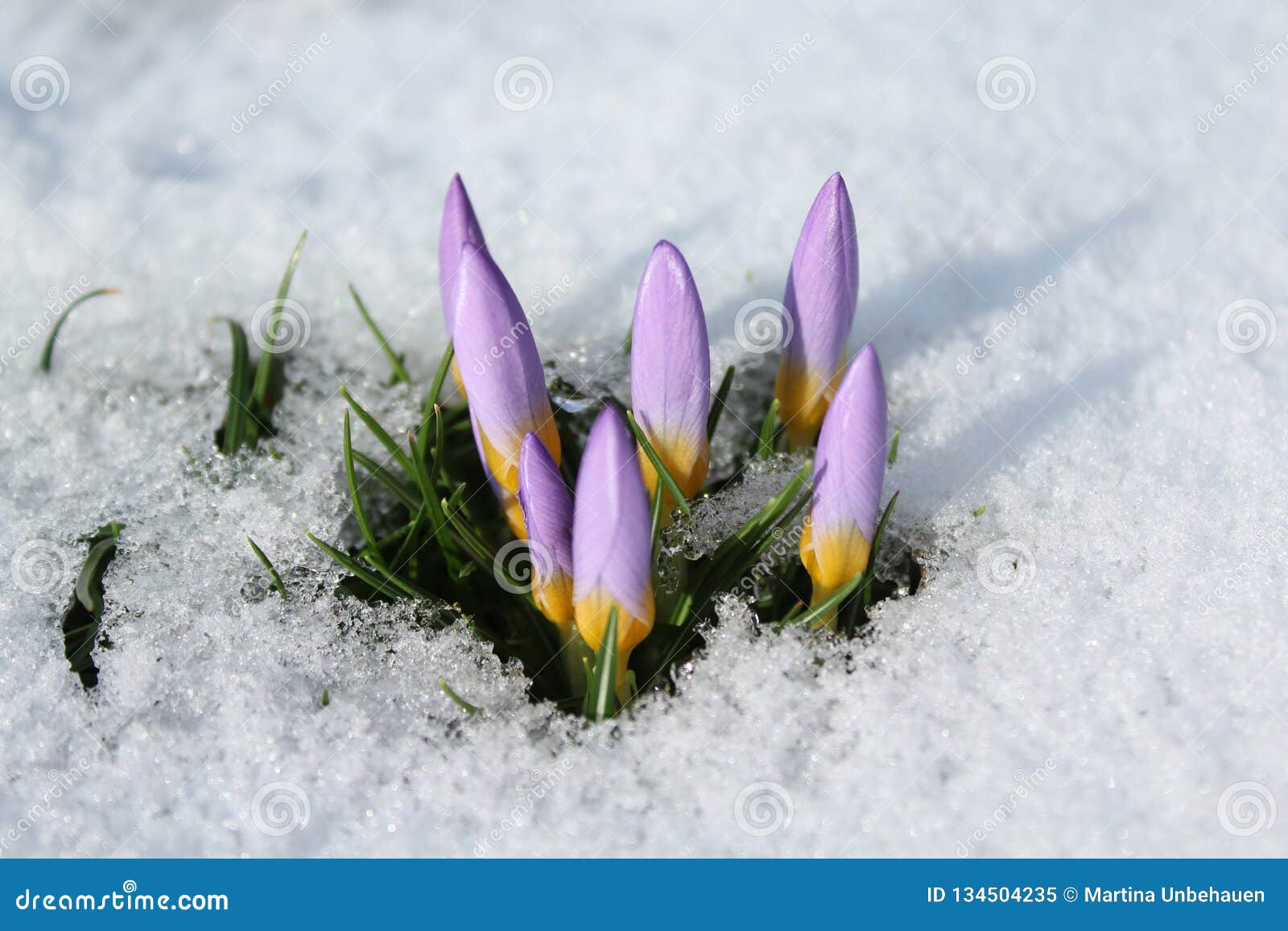 Crocus in the snow stock image. Image of flower, plant - 134504235