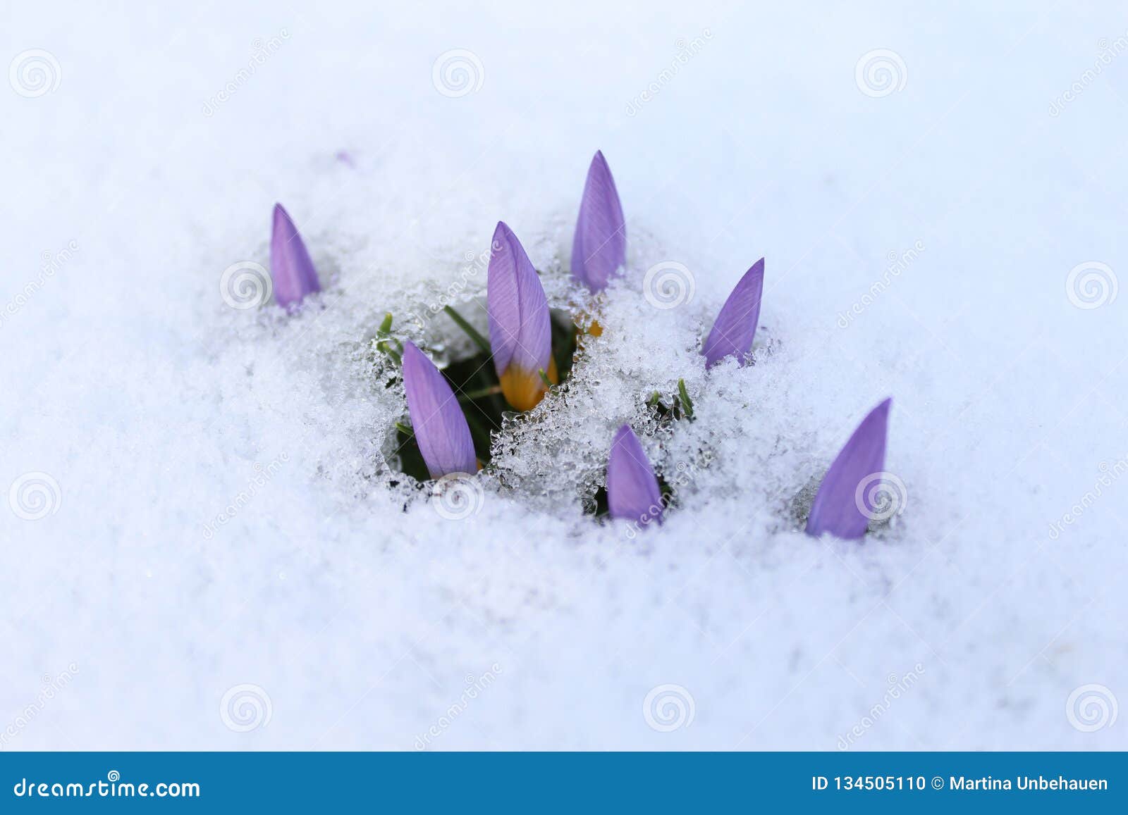 Crocus in the snow stock photo. Image of early, season - 134505110