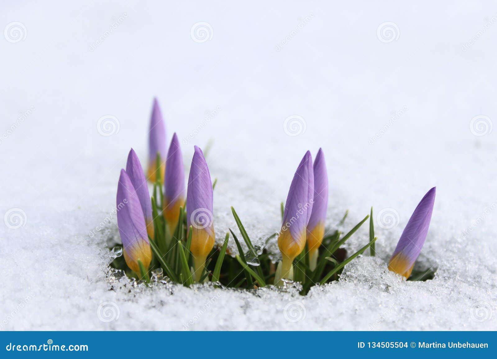Crocus in the snow stock photo. Image of crocus, snow - 134505504