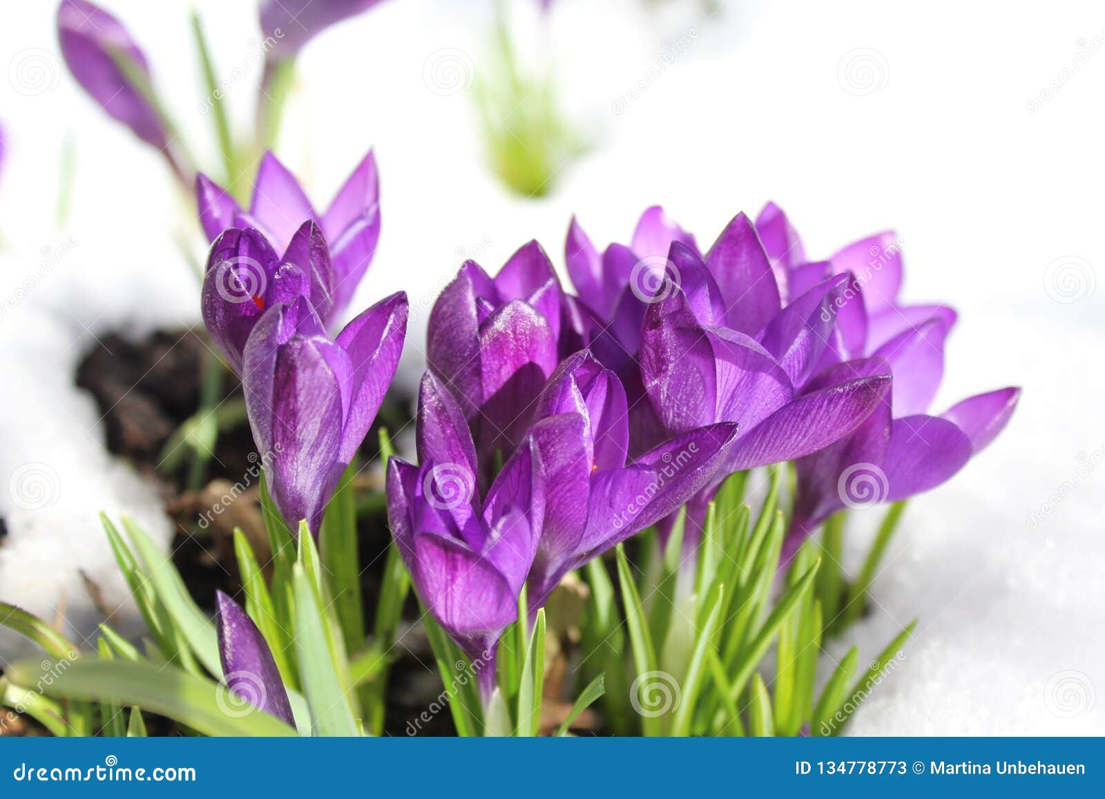Crocus in the snow stock image. Image of crocuses, snow - 134778773