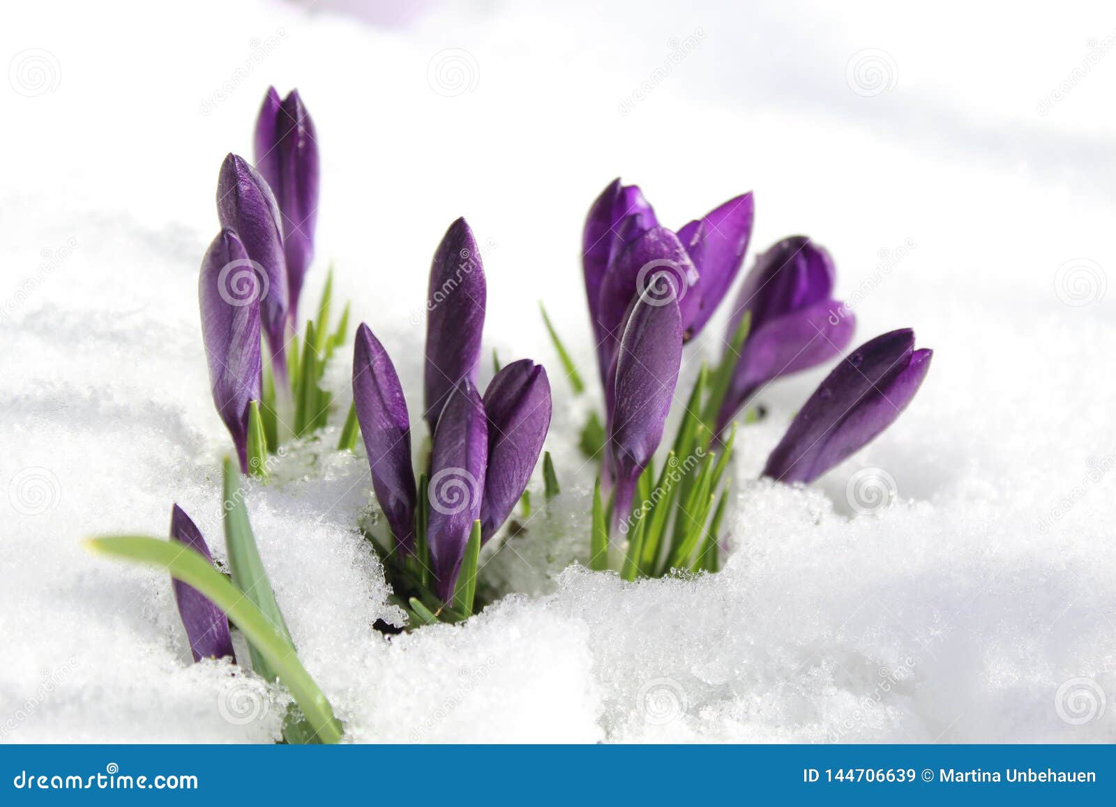Crocus in the snow stock image. Image of nature, flowers - 144706639
