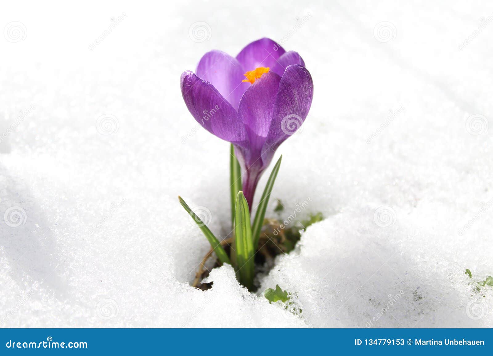 Crocus in the snow stock image. Image of natureawakening - 134779153