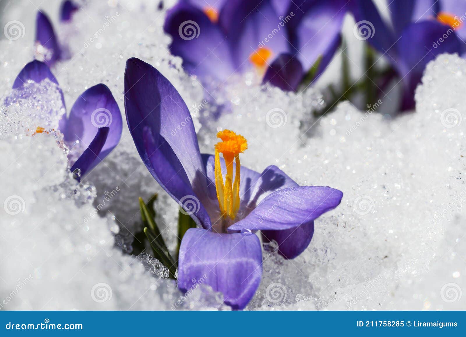 Crocus in the snow stock image. Image of climate, snowfall - 211758285