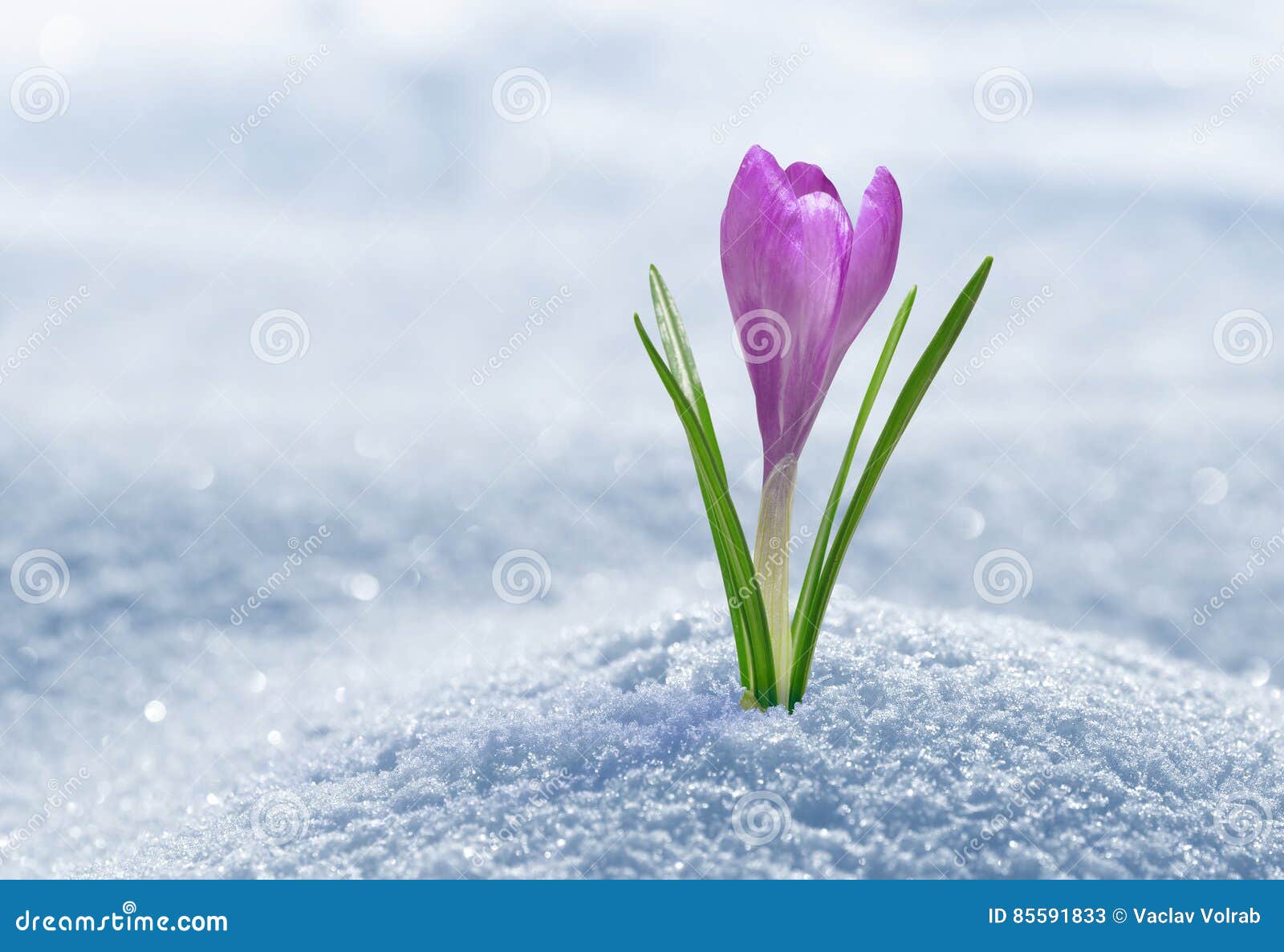 Crocus in snow stock image. Image of seasonal, early - 85591833