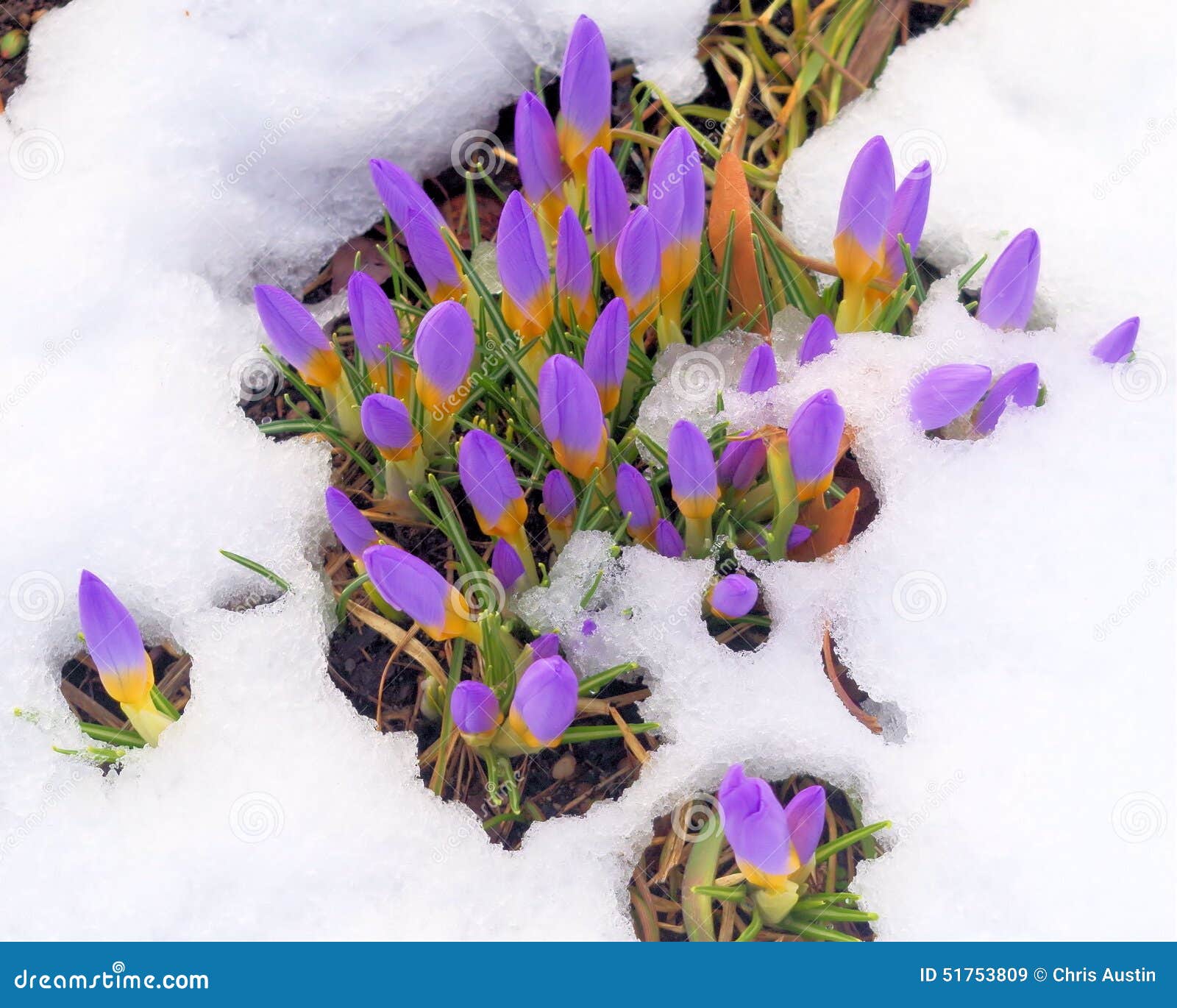Crocus in the Snow in Springtime Stock Image - Image of nature, crocus ...