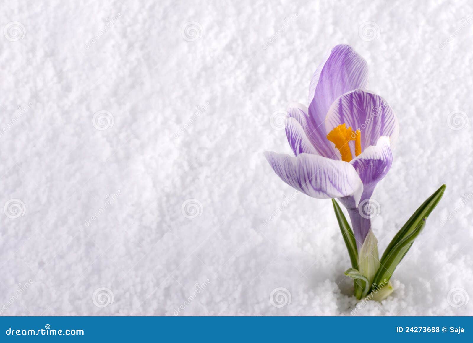 Crocus in Snow Striped stock photo. Image of natural - 24273688