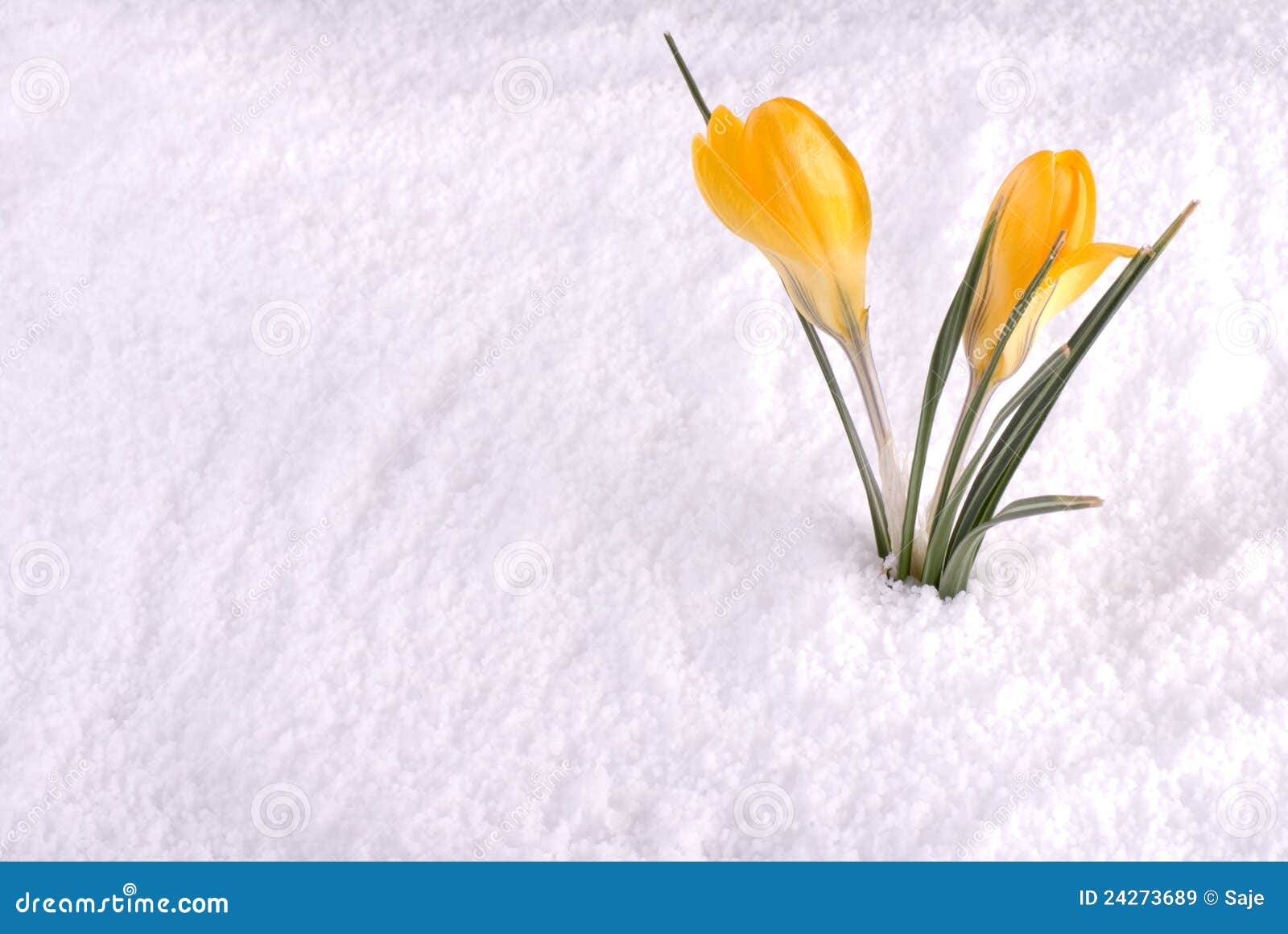 Crocus in Snow Yellow stock image. Image of outdoors - 24273689