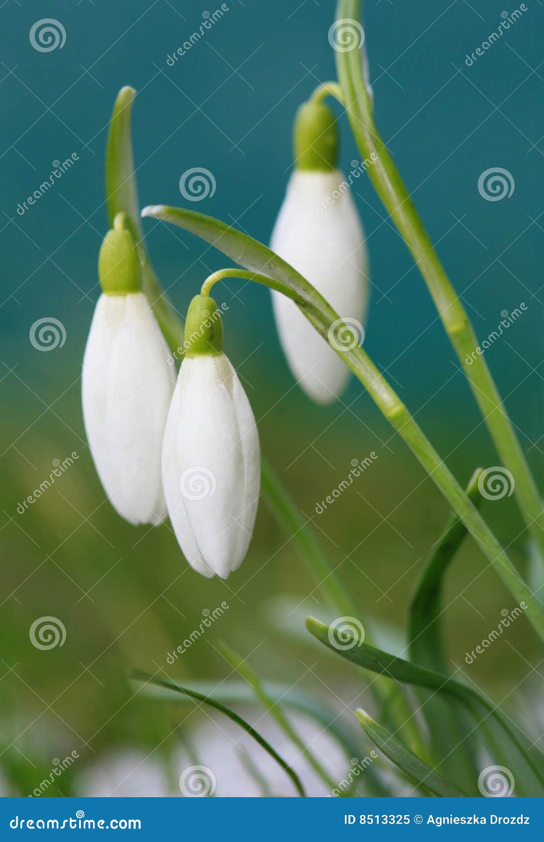Crocus-snowdrops stock image. Image of park, petal, detail - 8513325