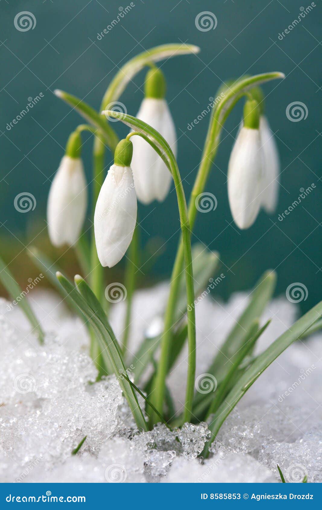 Crocus-snowdrops stock image. Image of meadow, seasonal - 8585853