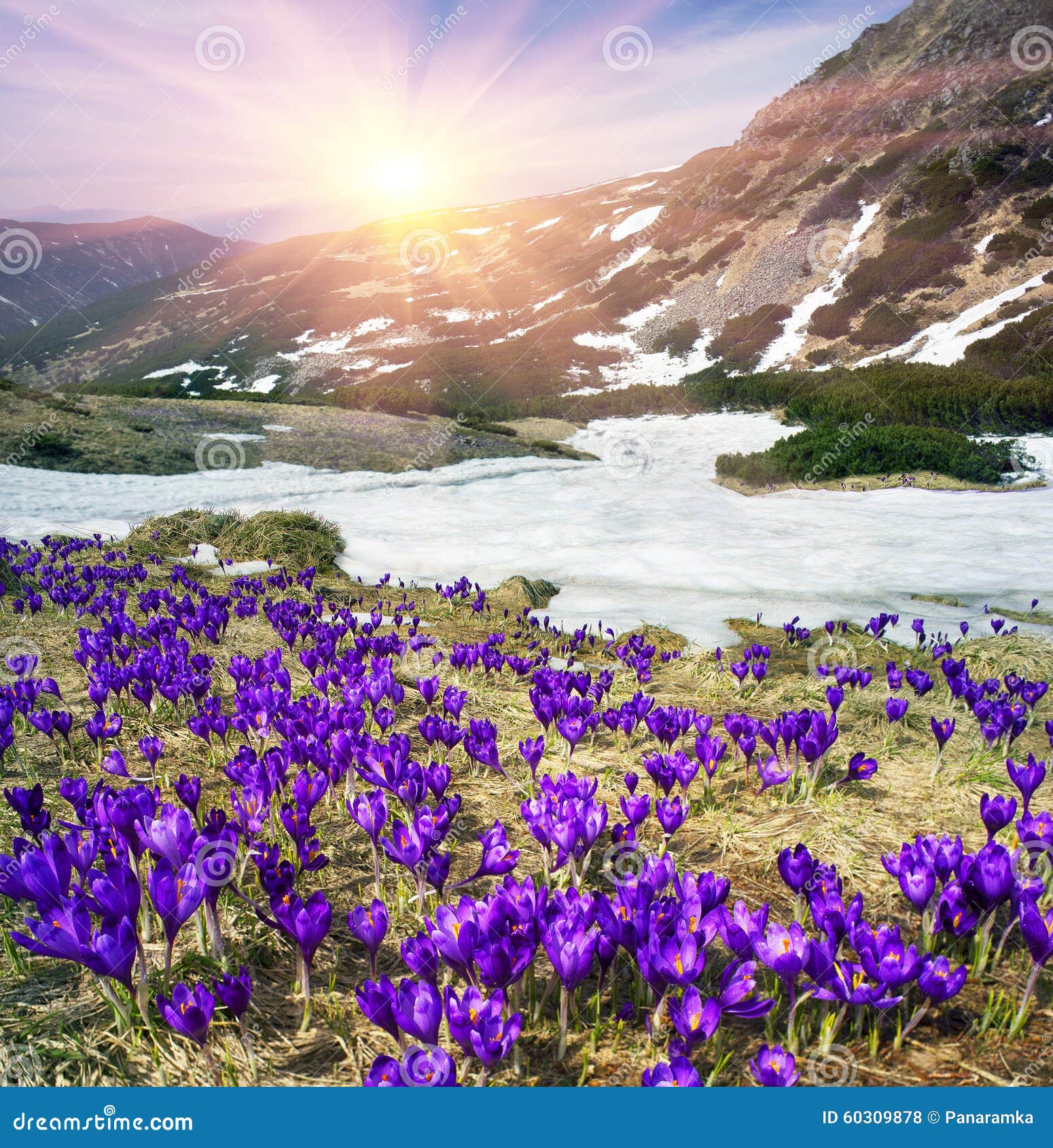 Crocus-snowdrops stock photo. Image of bright, flowers - 60309878