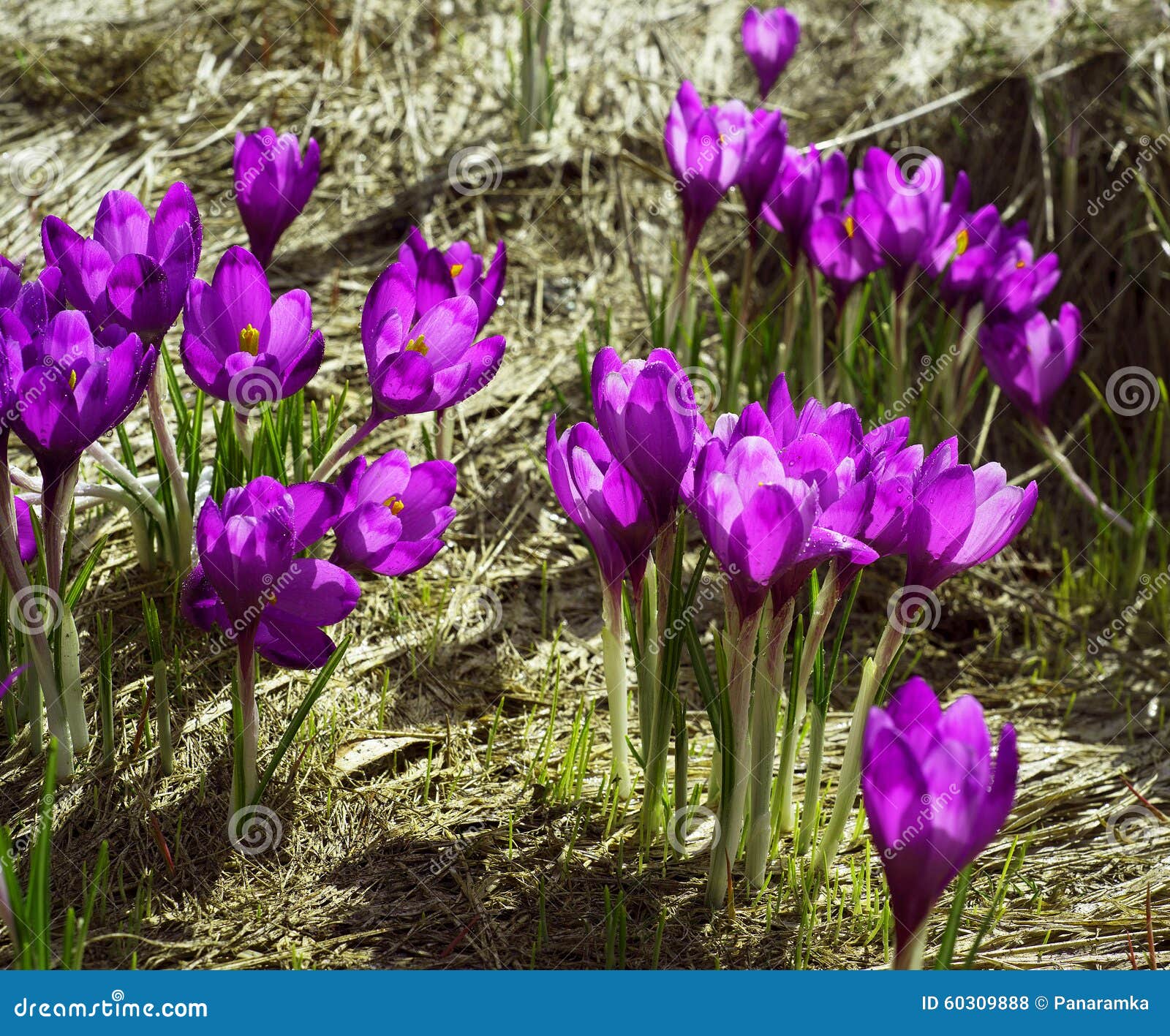 Crocus-snowdrops stock photo. Image of natural, bloom - 60309888