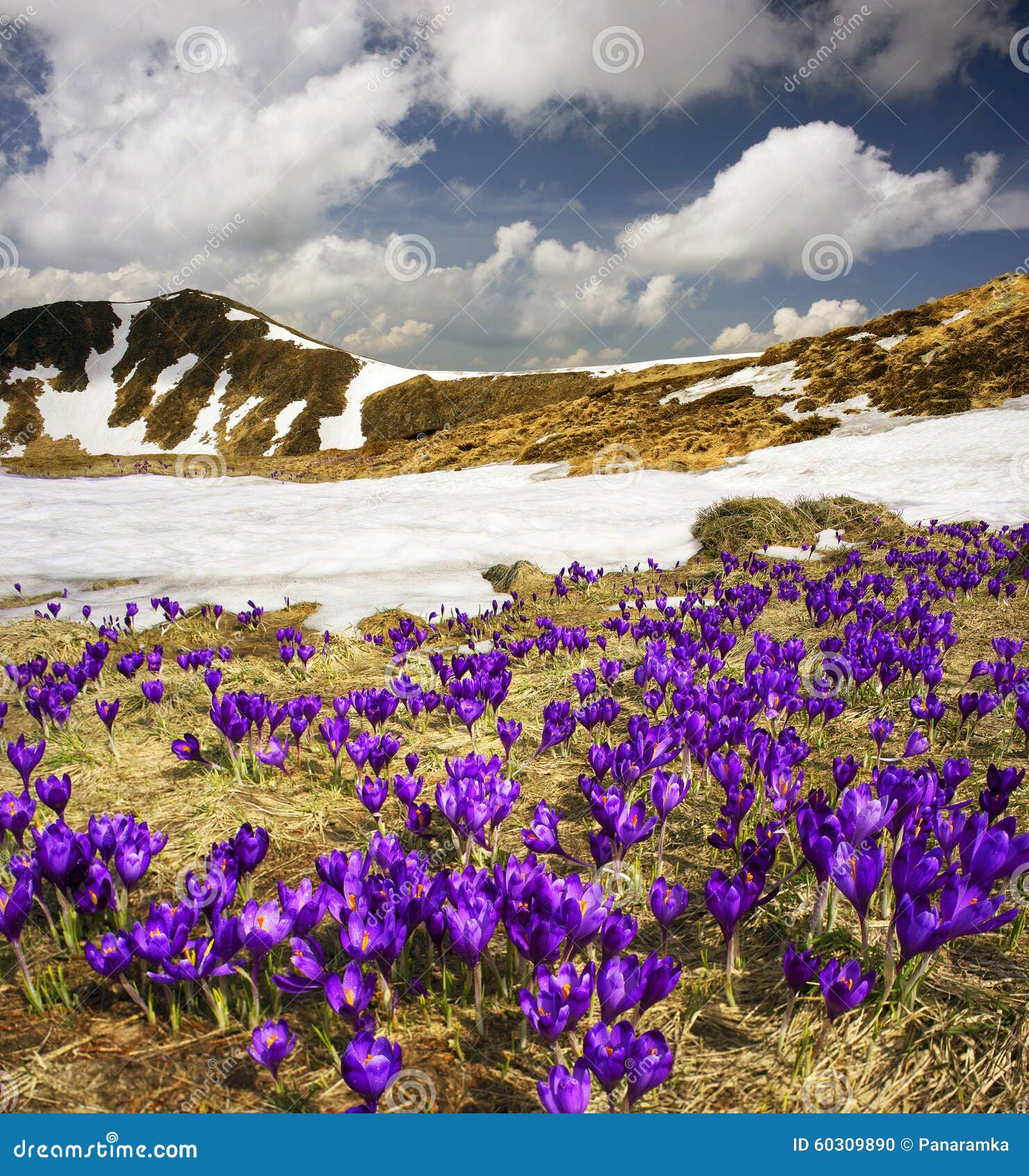 Crocus-snowdrops stock photo. Image of bright, flowers - 60309890