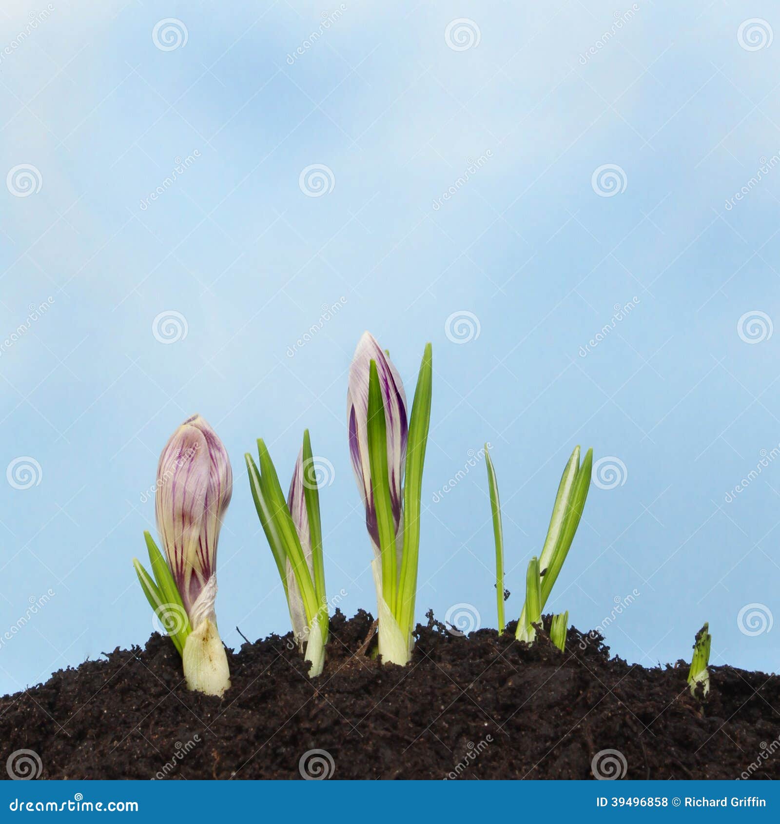 Crocus in soil stock photo. Image of leaf, flower, soil - 39496858