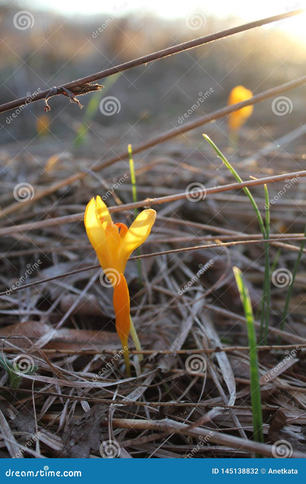 Crocus in the spring stock photo. Image of blurred, nature - 145138832