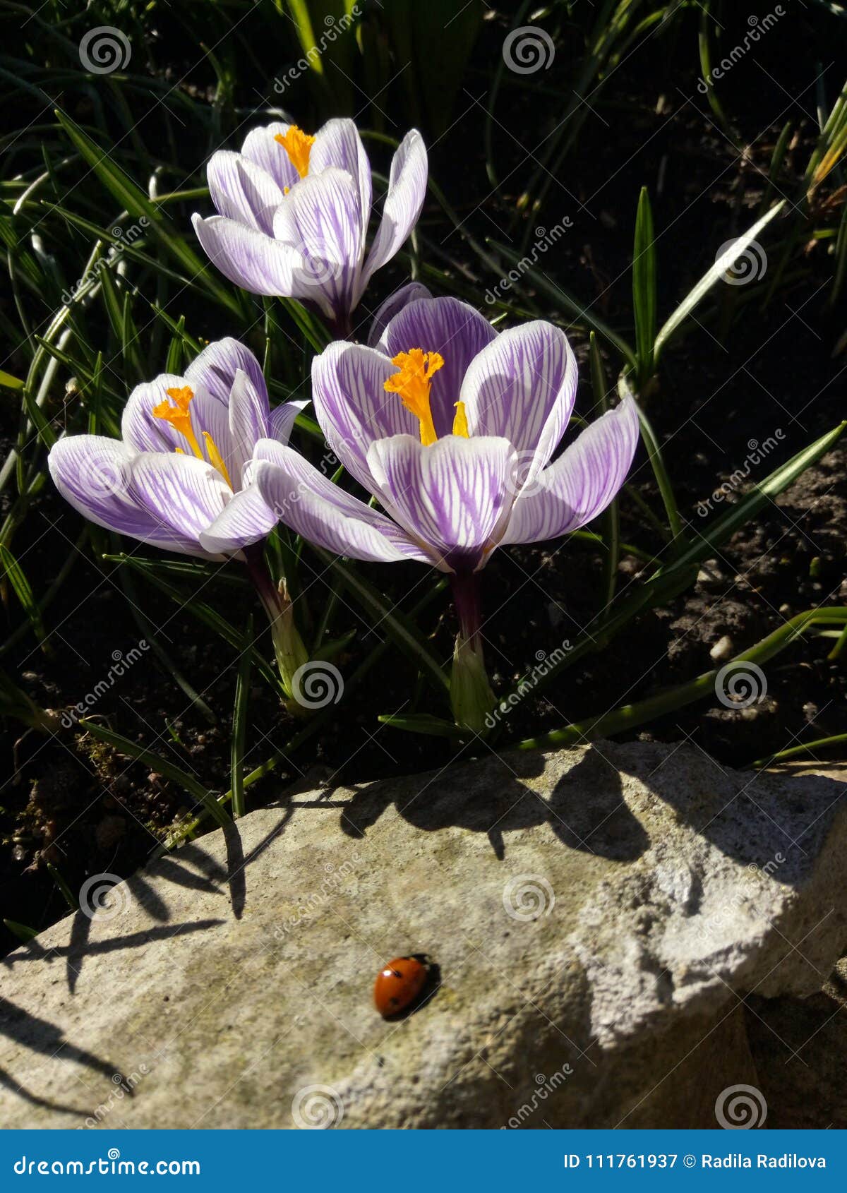 Crocus. Spring Crocus with Ladybug on Sunlight Art Light. Unique Color ...