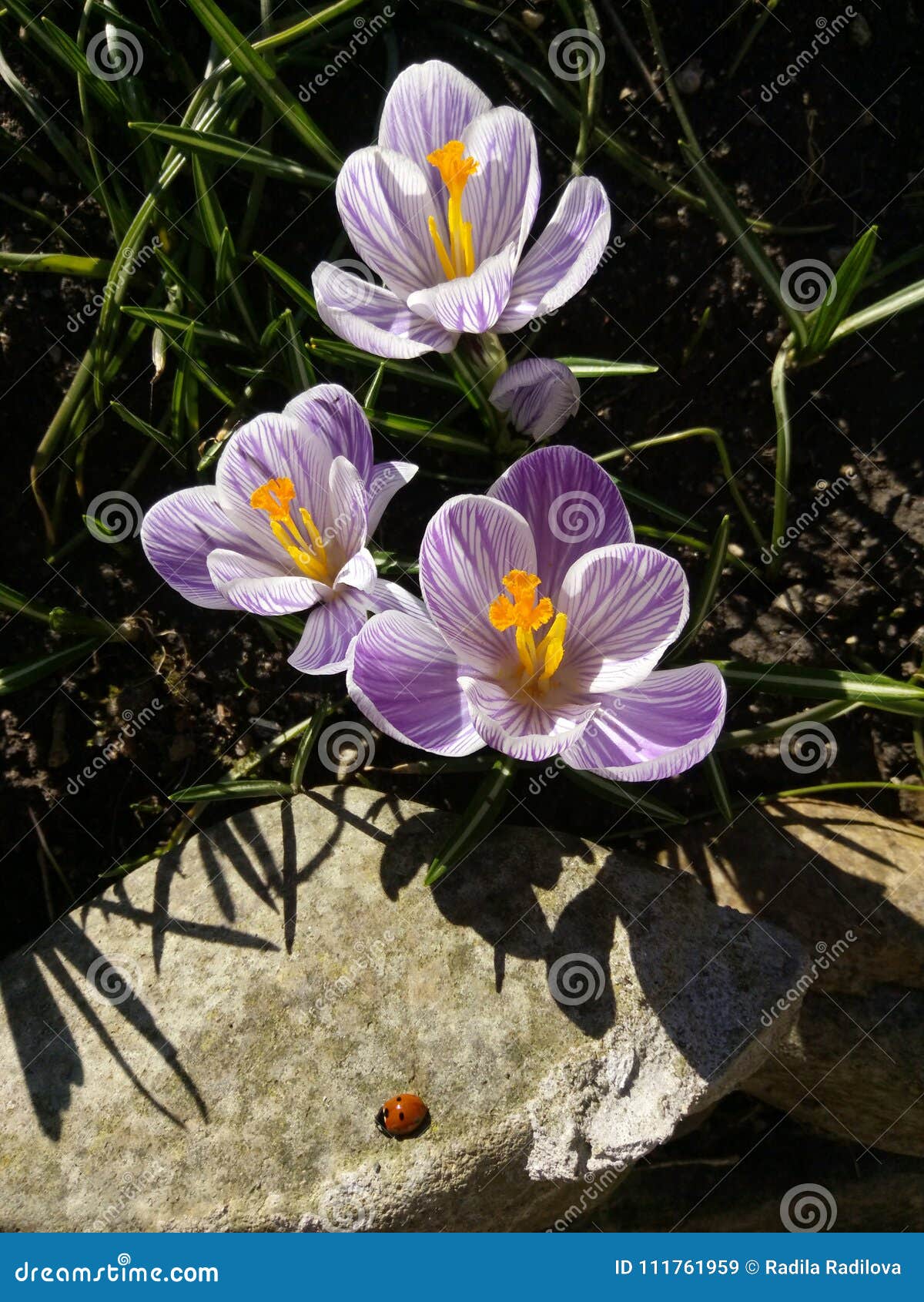 Crocus. Spring Crocus with Ladybug on Sunlight Art Light. Unique Color ...