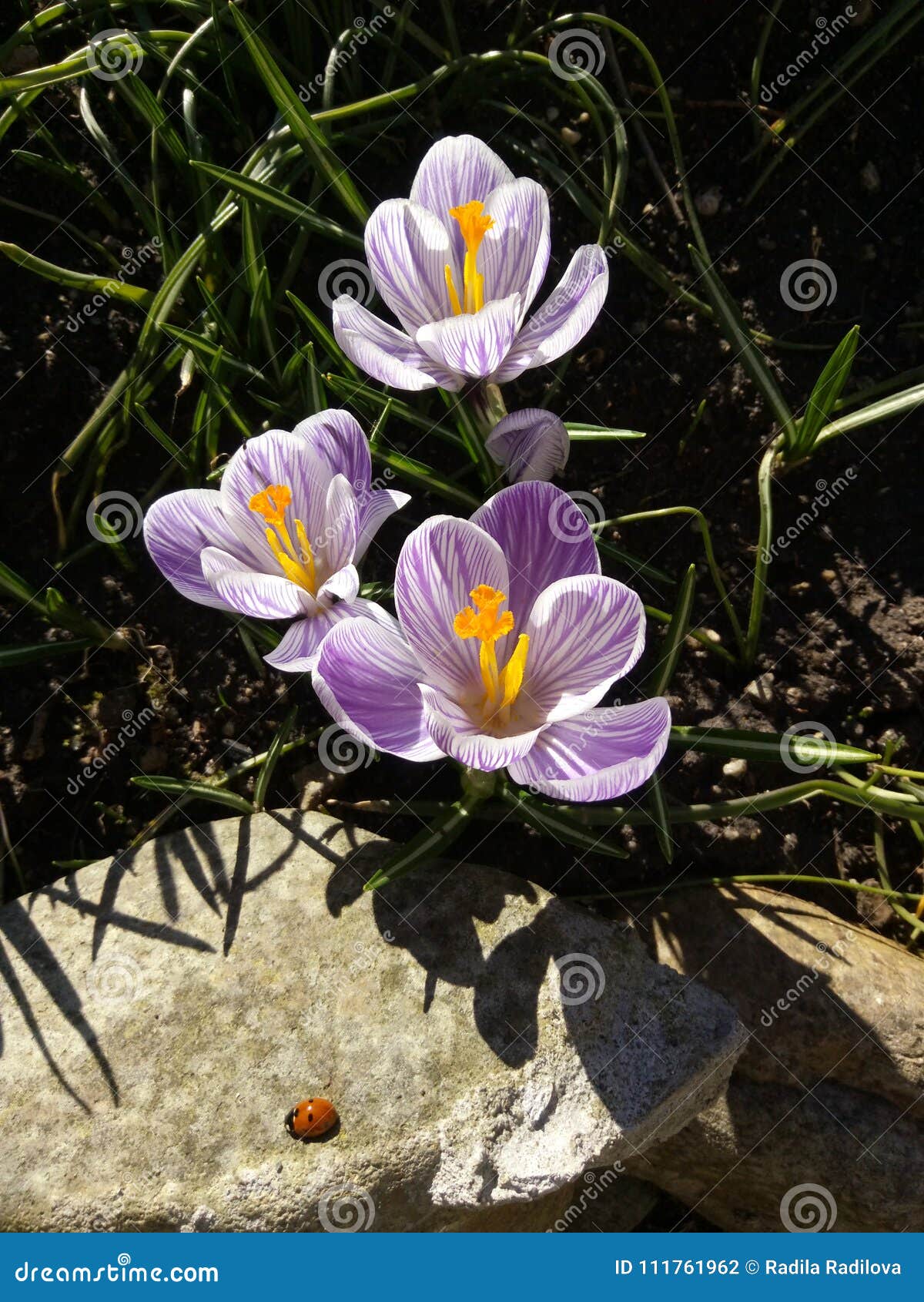 Crocus. Spring Crocus with Ladybug on Sunlight Art Light. Unique Color ...