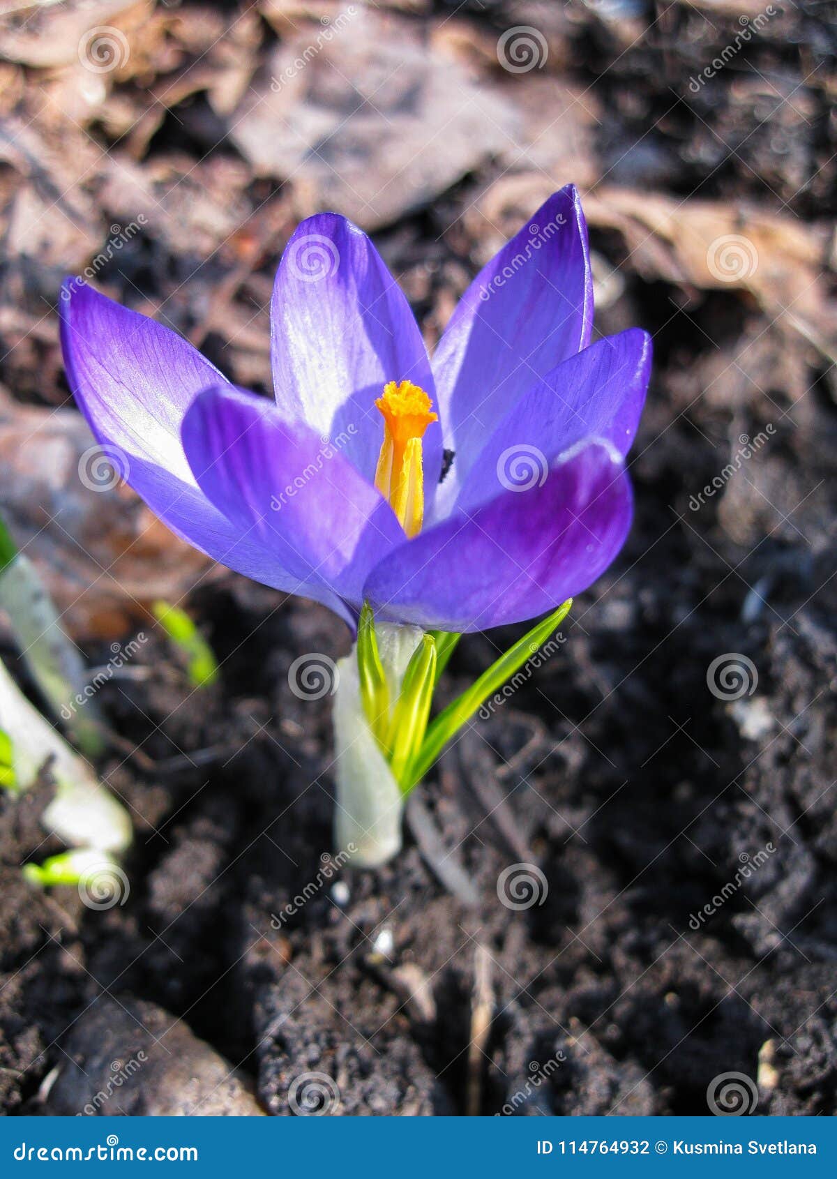 Crocus in spring. stock photo. Image of still, snow - 114764932